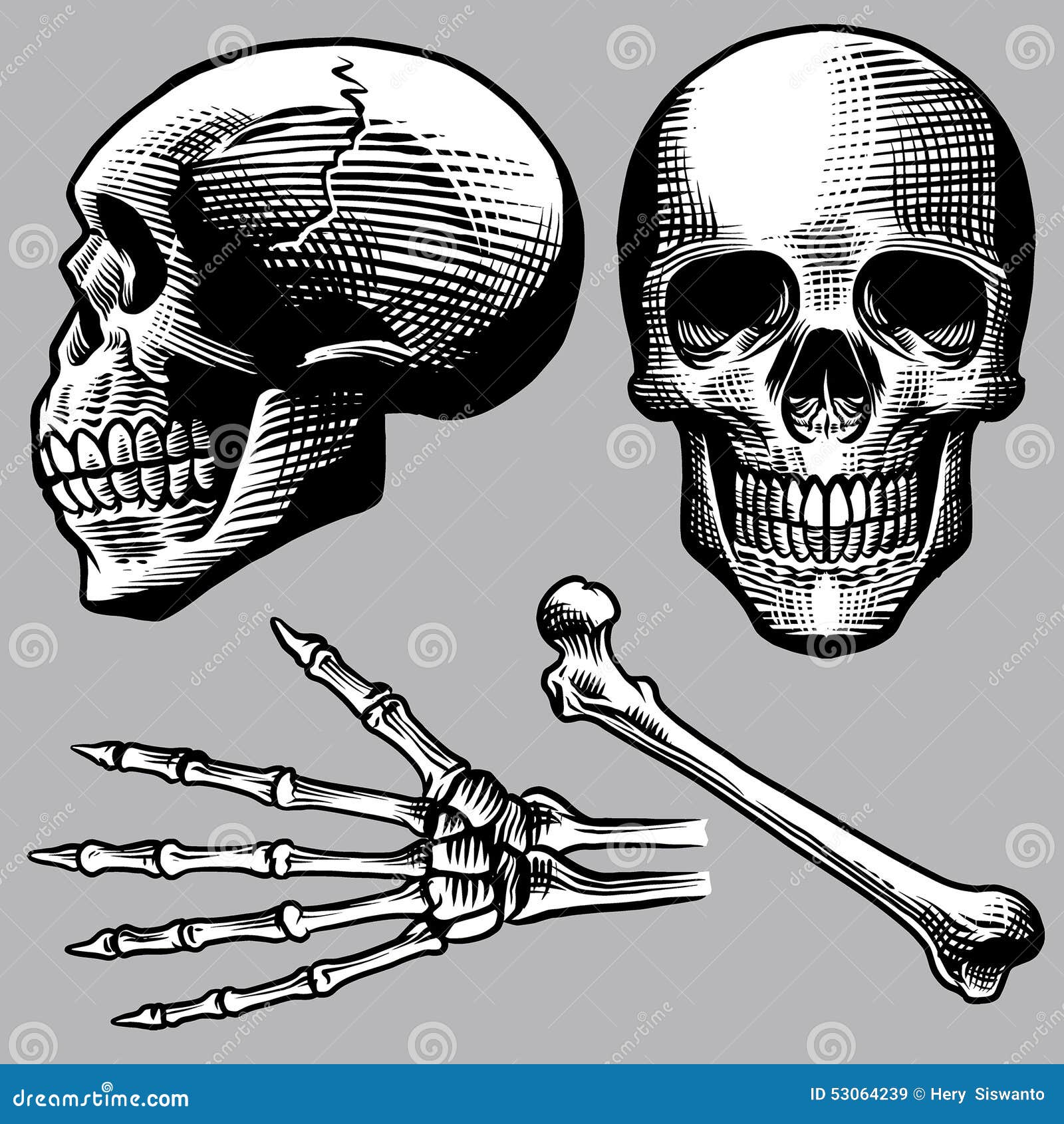 Hand drawn human skull set stock vector. Illustration of skull - 53064239