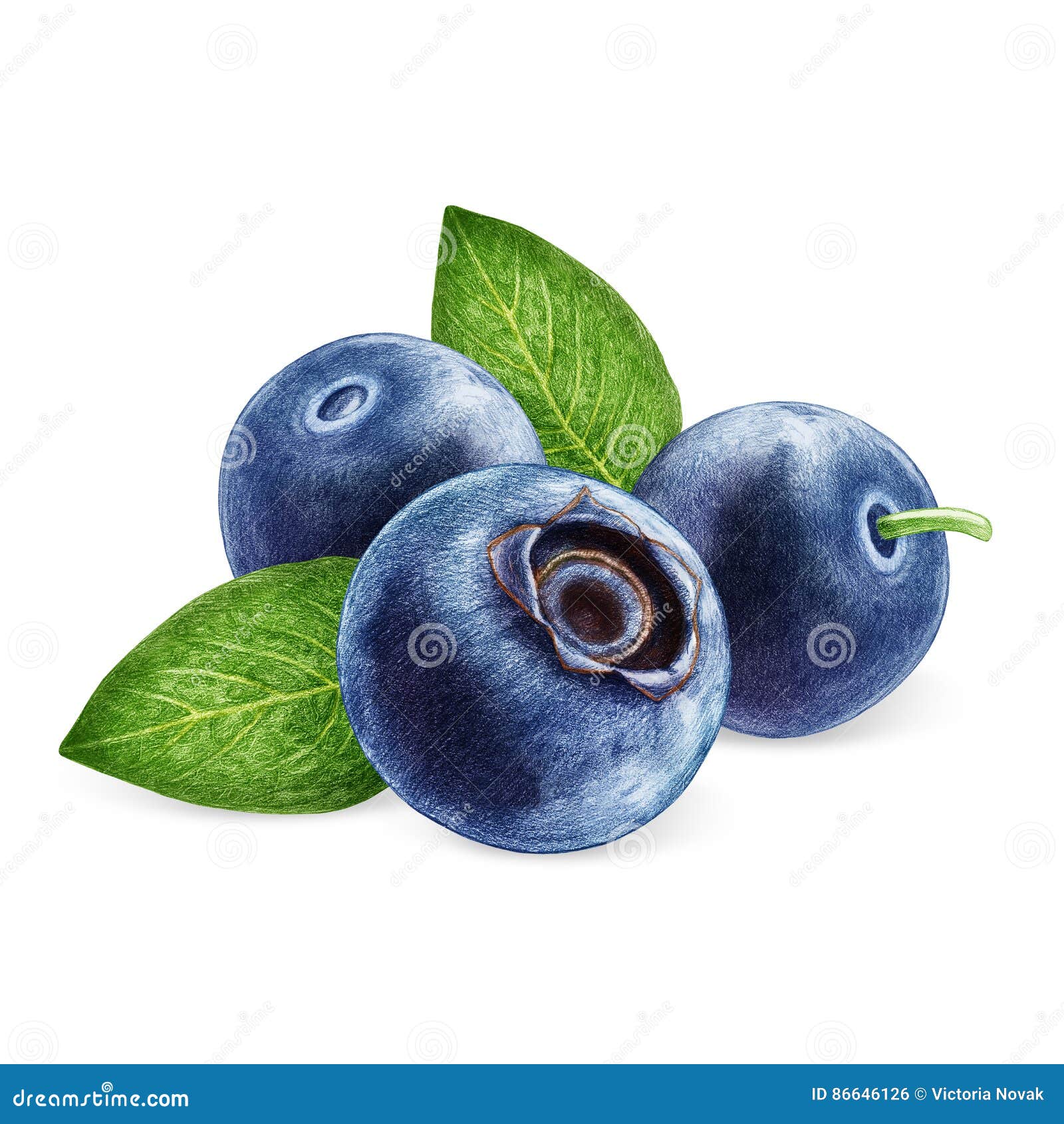 Hand-drawn Illustration of Blueberries. Stock Illustration ...