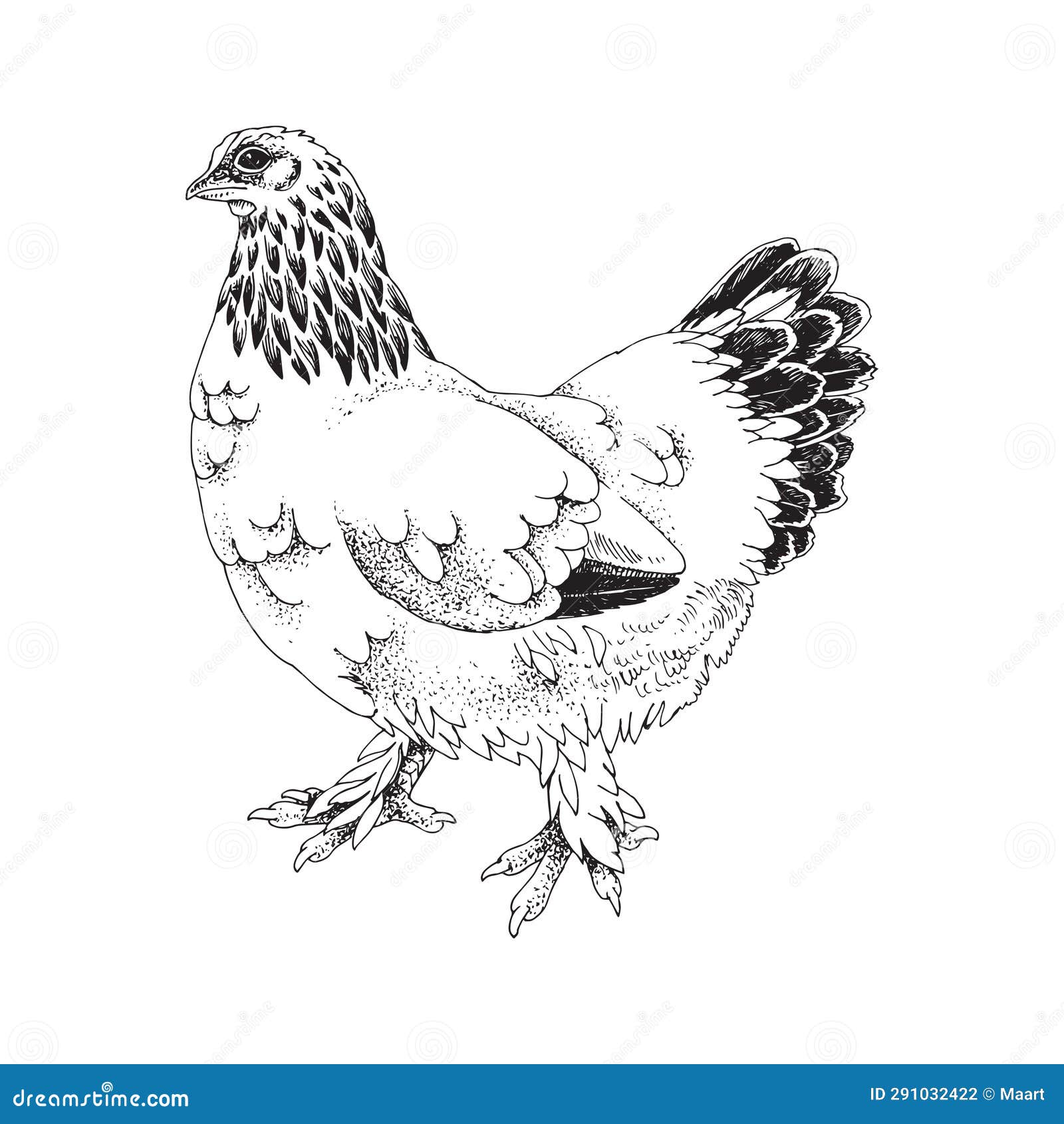 Brahma Chicken Or Hen Side View Drawing Cartoon Vector | CartoonDealer ...