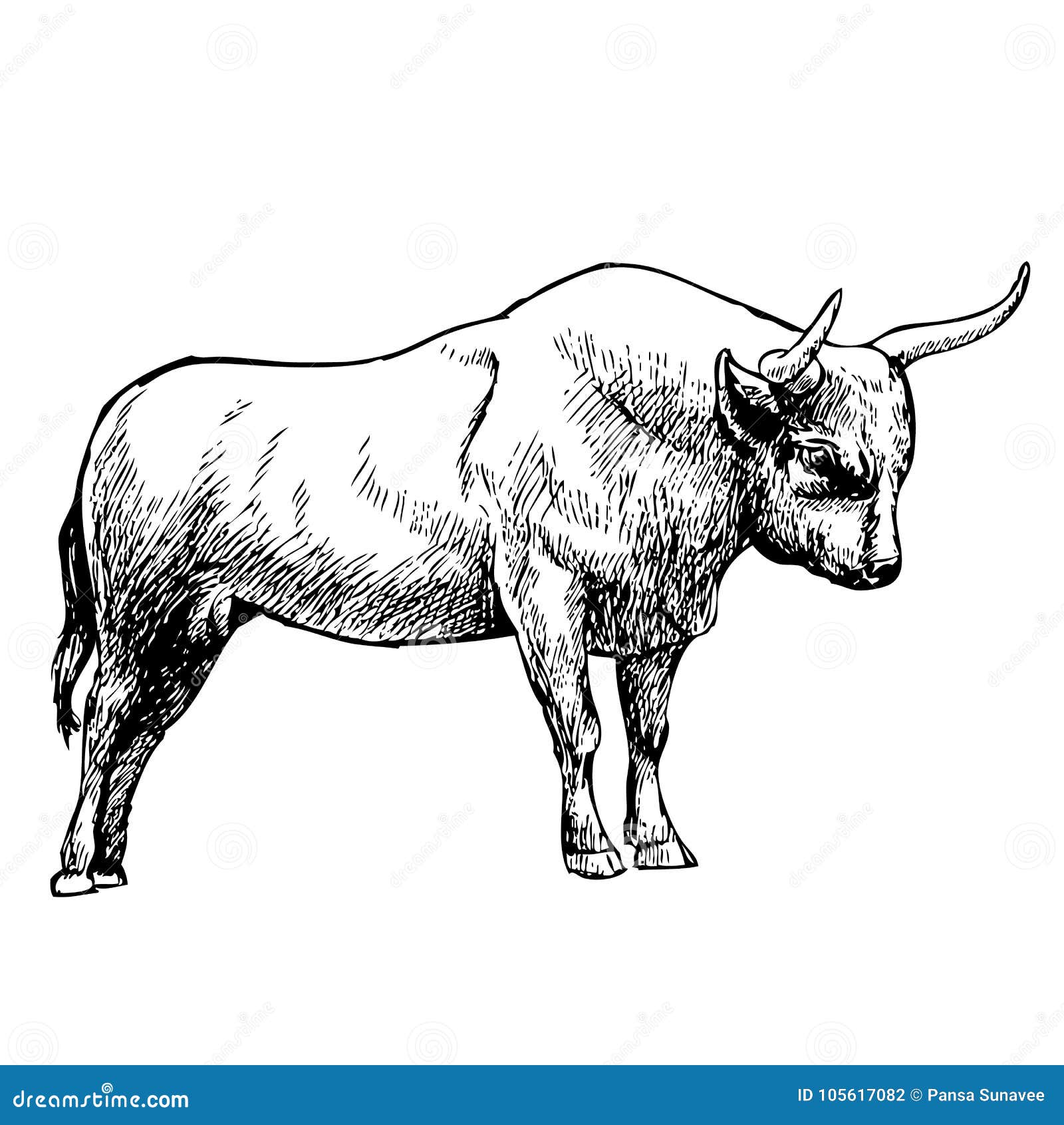Hand Drawn Illustration of Bull Stock Vector - Illustration of vintage ...
