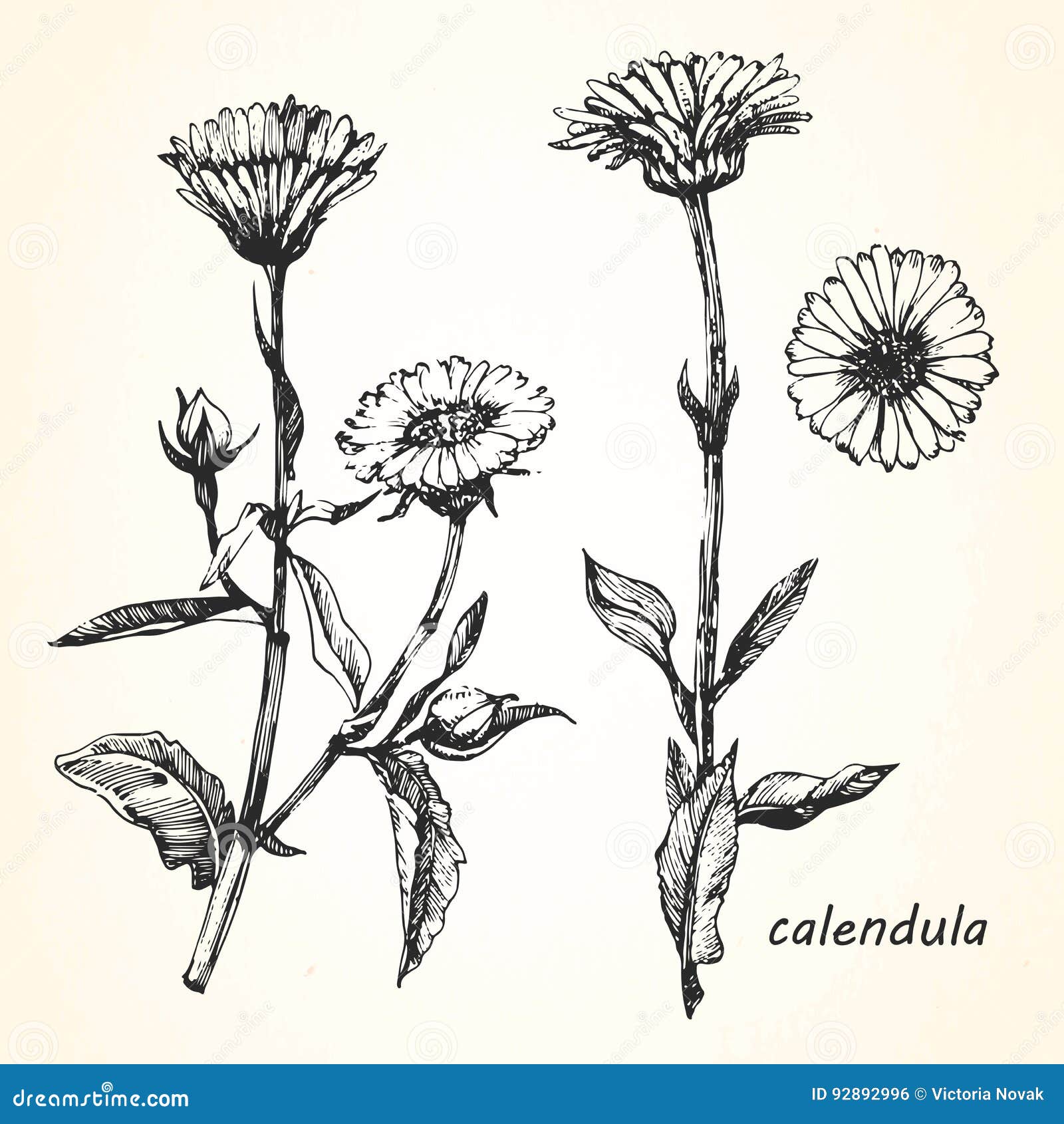 Hand-drawn Illustration Calendula. Stock Vector - Illustration of herb ...