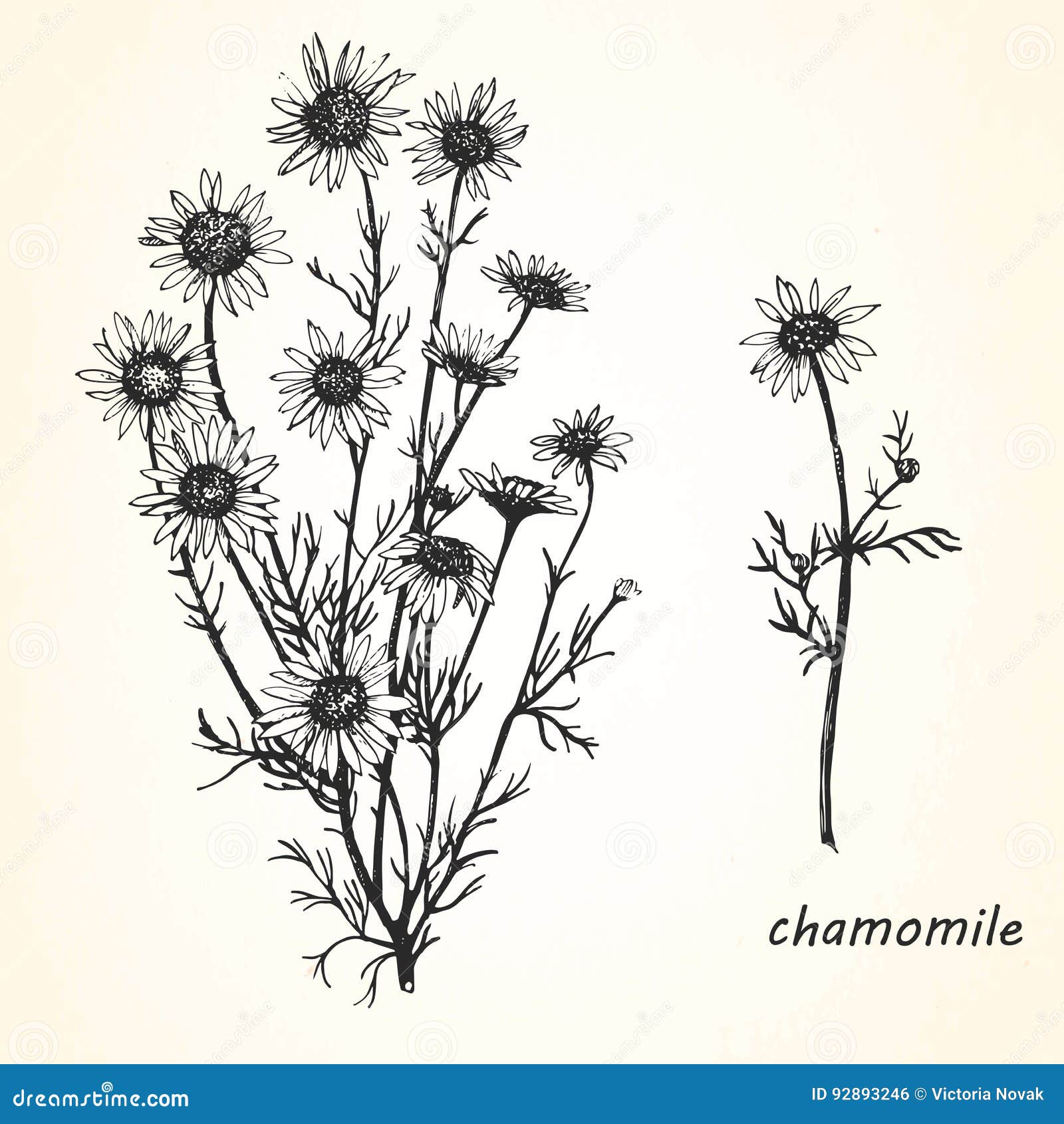 Hand-drawn Illustration of Chamomile. Stock Vector - Illustration of ...