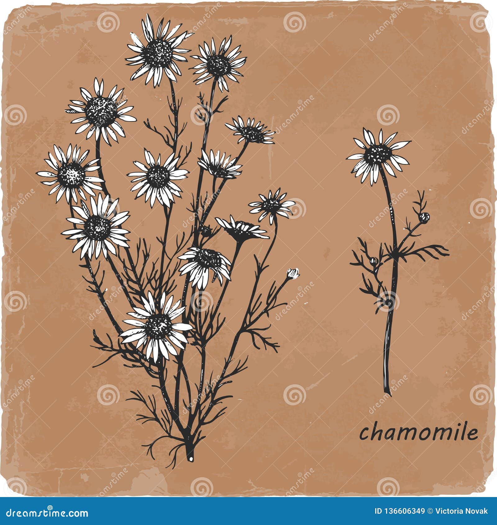 Hand-drawn Illustration of Chamomile. Vector Stock Vector ...