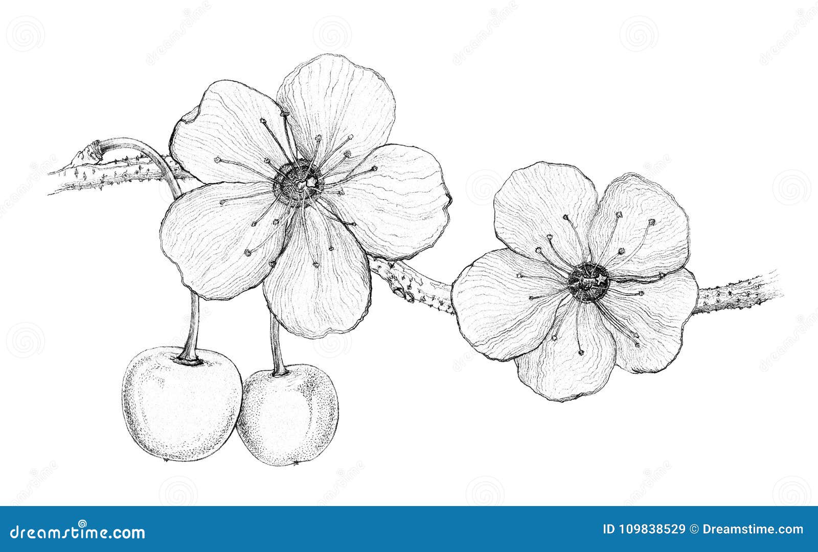 Hand Drawn Illustration Cherry Stock Illustration - Illustration of ...