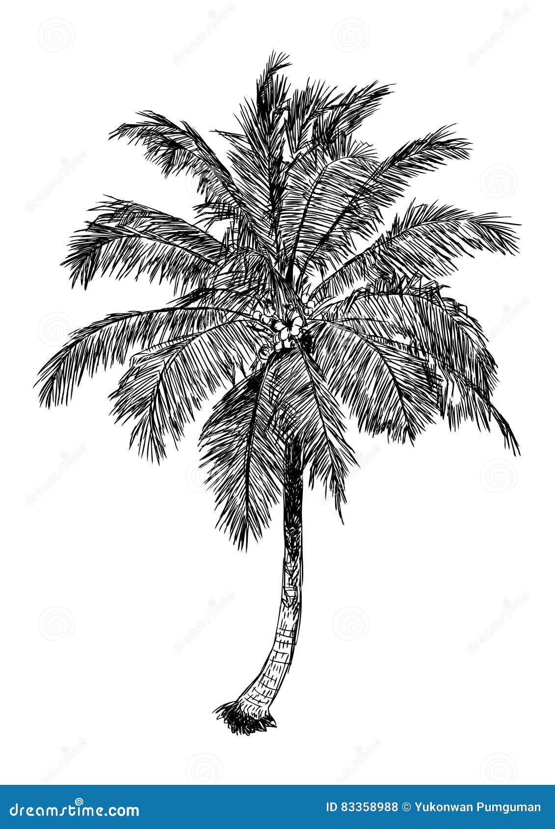 Hand Drawn Illustration of Coconut Tree. Sketch of Palm Tree Stock ... Hand Drawn Illustration of Coconut Tree. Sketch of Palm Tree Stock ...