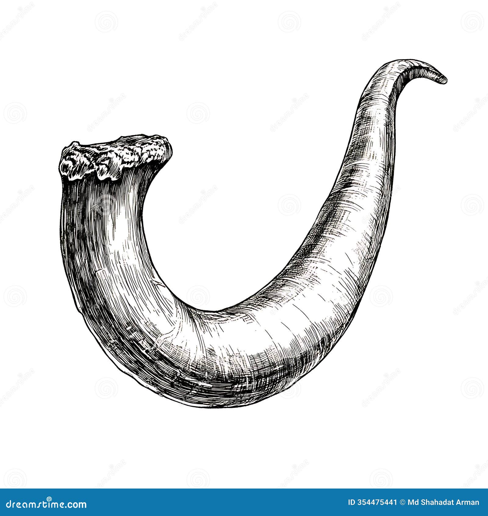 Hand-drawn Illustration of a Curved Horn Stock Illustration ...