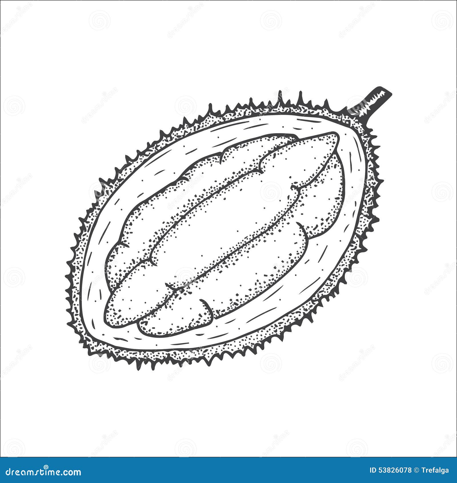 Hand Drawn Illustration of a Durian Fruit Stock Vector - Illustration ...