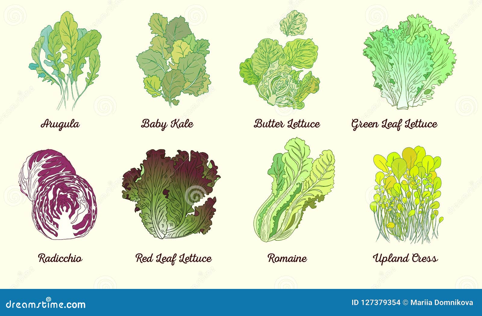 Lettuce Types And Names