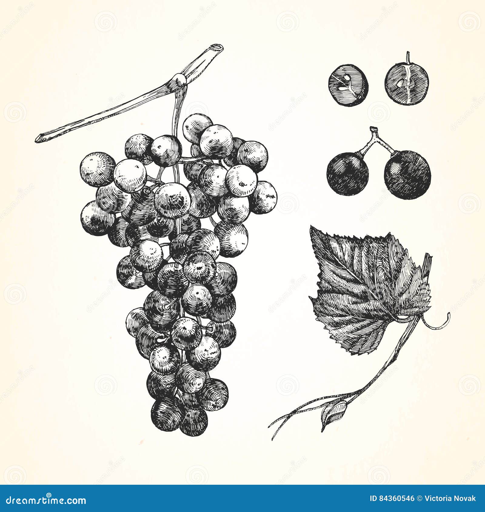 Hand-drawn Illustration of Grapes. Stock Vector - Illustration of hand ...