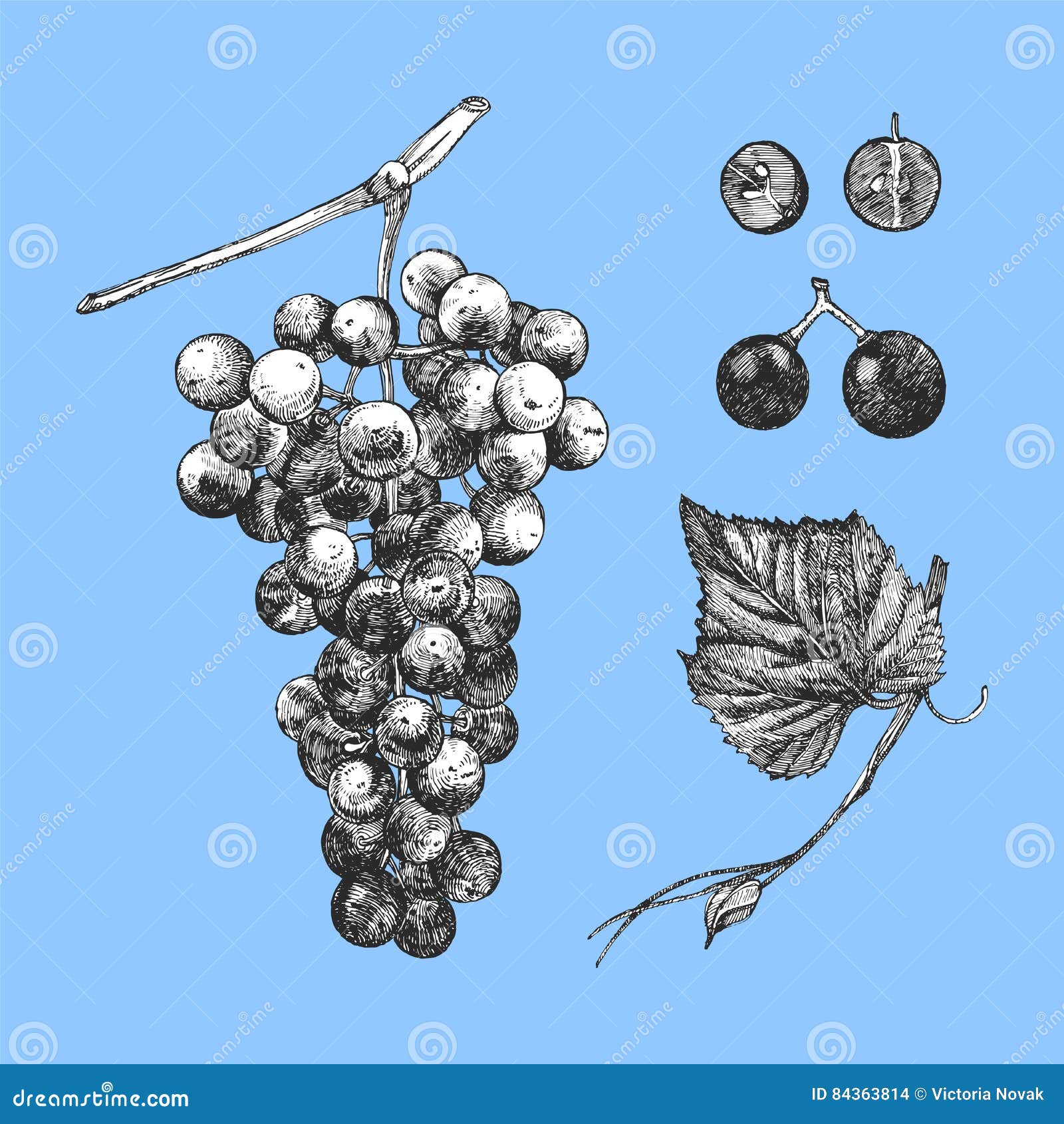 Hand-drawn Illustration of Grapes. Stock Vector - Illustration of ...
