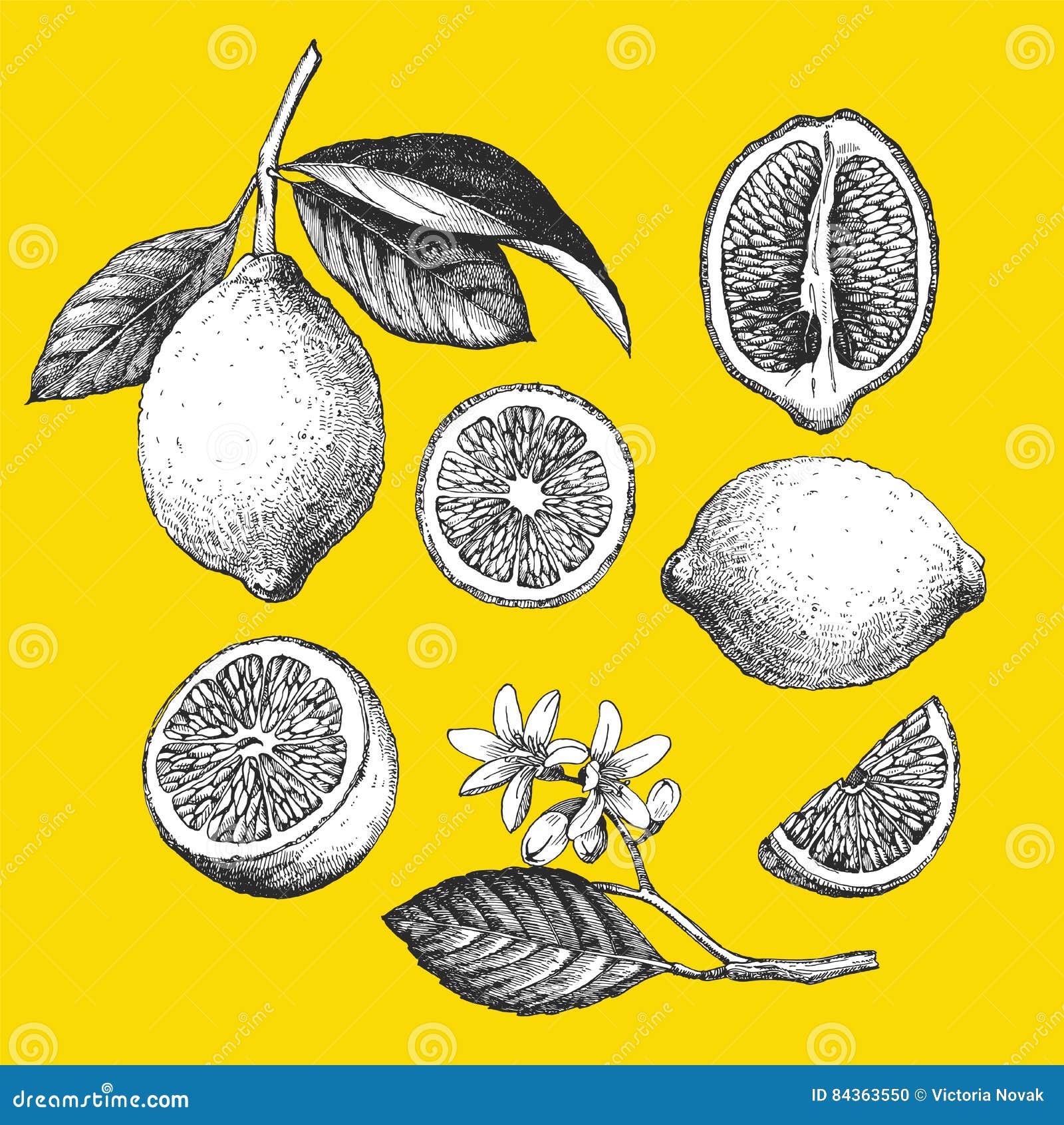 Hand-drawn Illustration of Lemon. Stock Vector - Illustration of hand ...