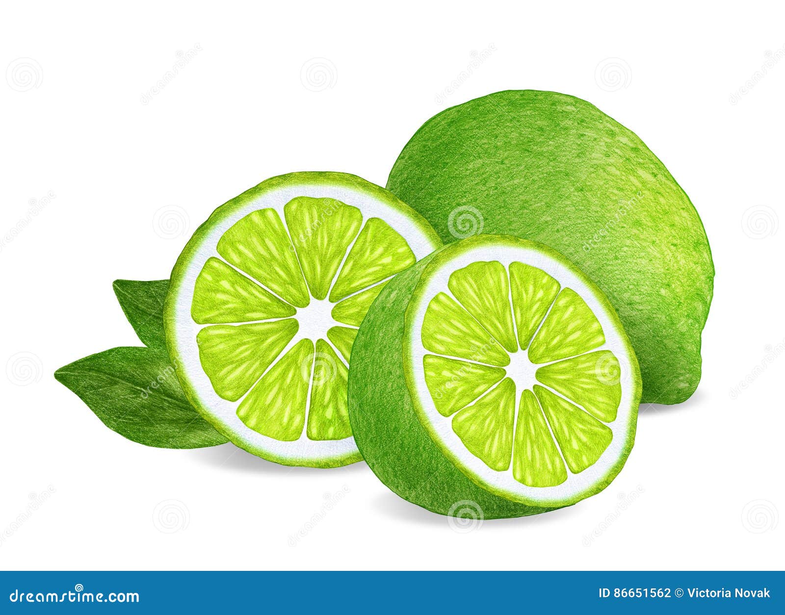 Hand-drawn Illustration of Lime. Stock Illustration - Illustration of ...