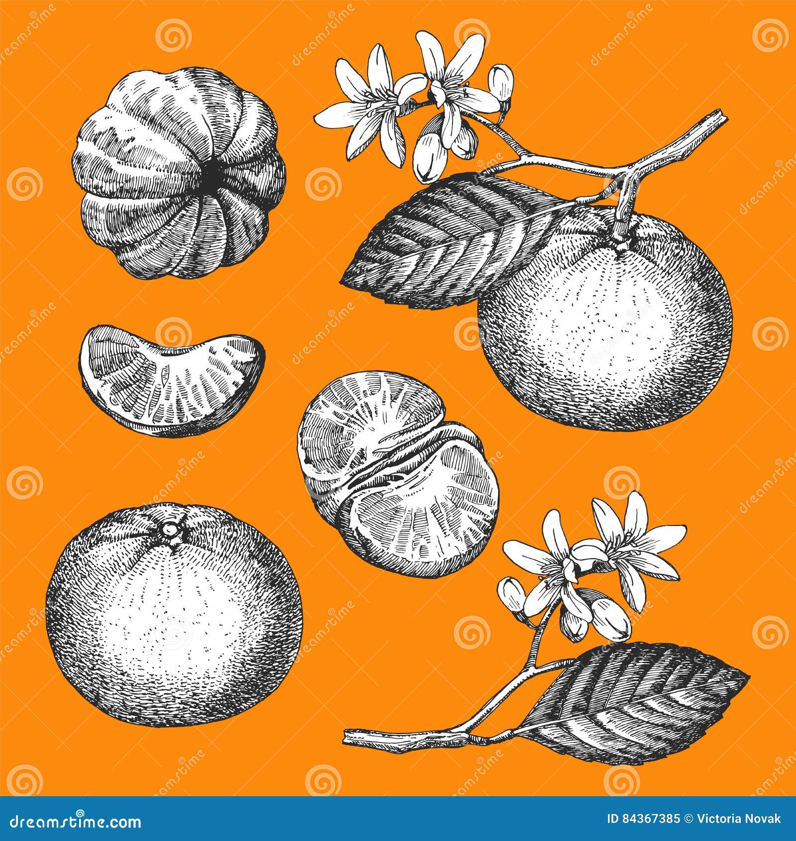 Hand-drawn Illustration of Mandarin. Stock Vector - Illustration of ...