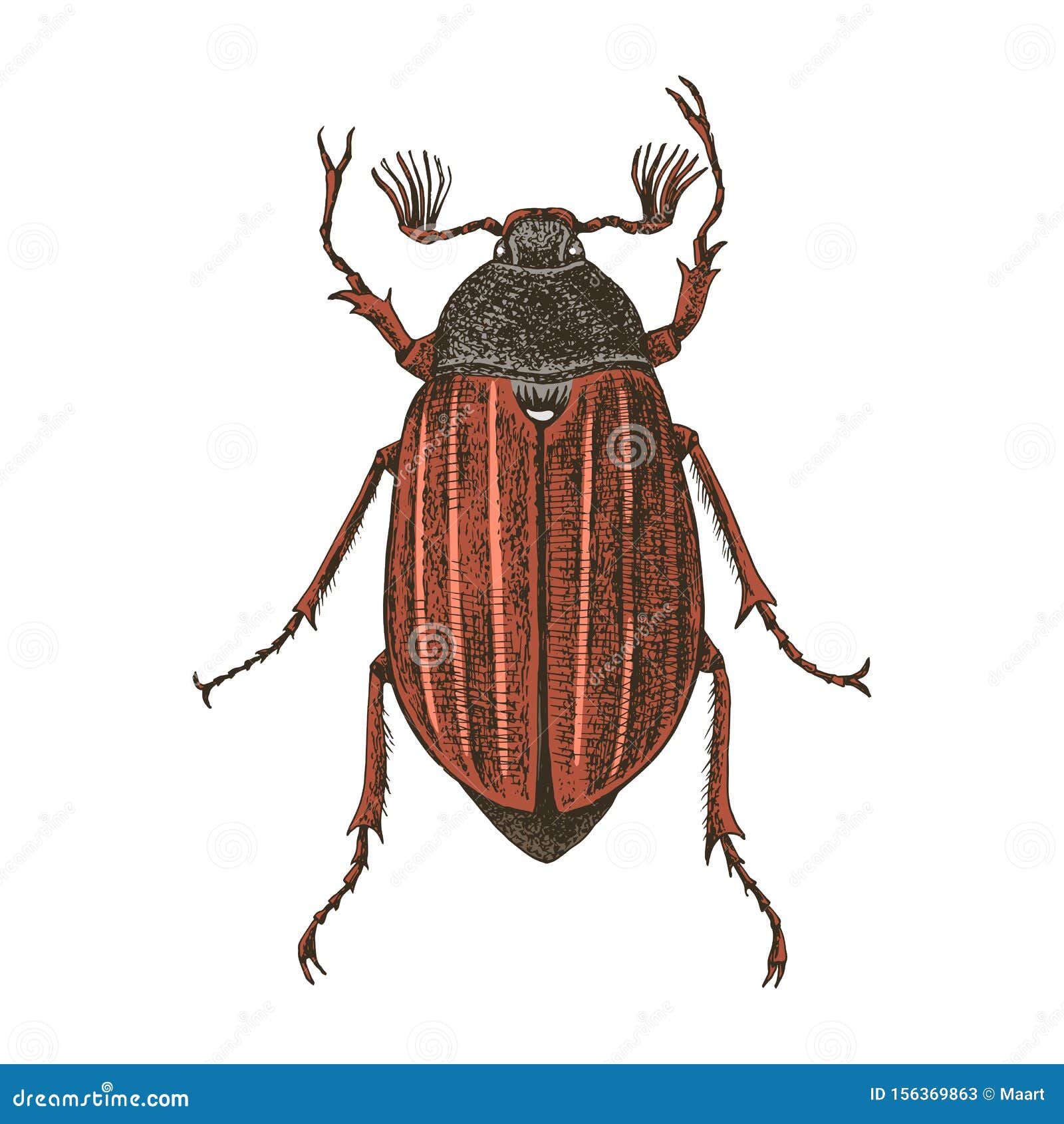Hand Drawn Illustration of Maybug Stock Vector - Illustration of insect ...