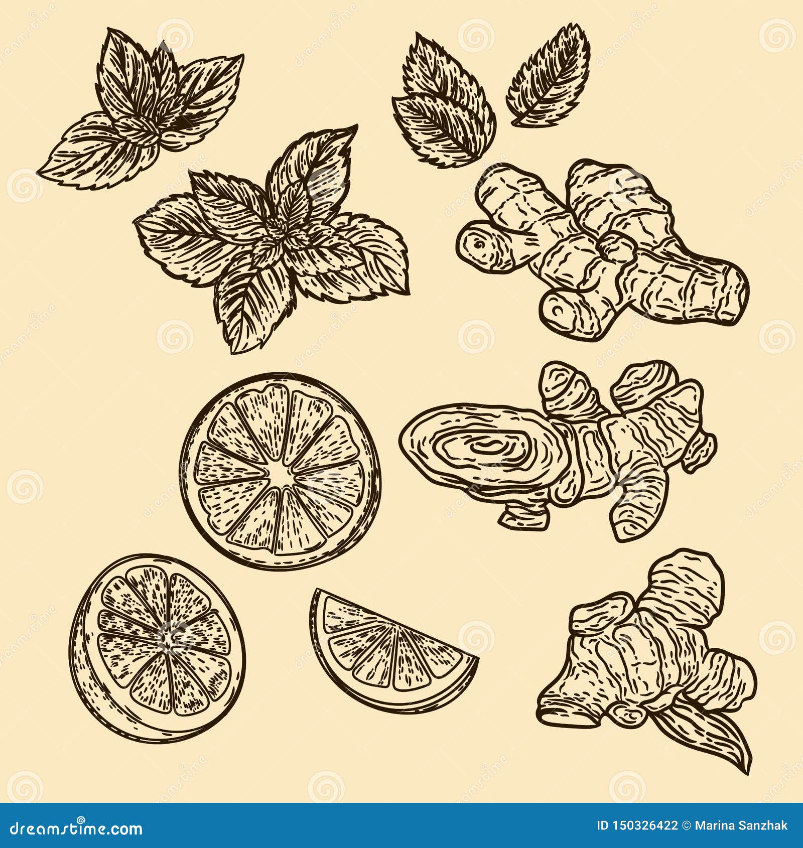 Hand Drawn Illustration of Mint, Lemon and Ginger in the Engraving ...
