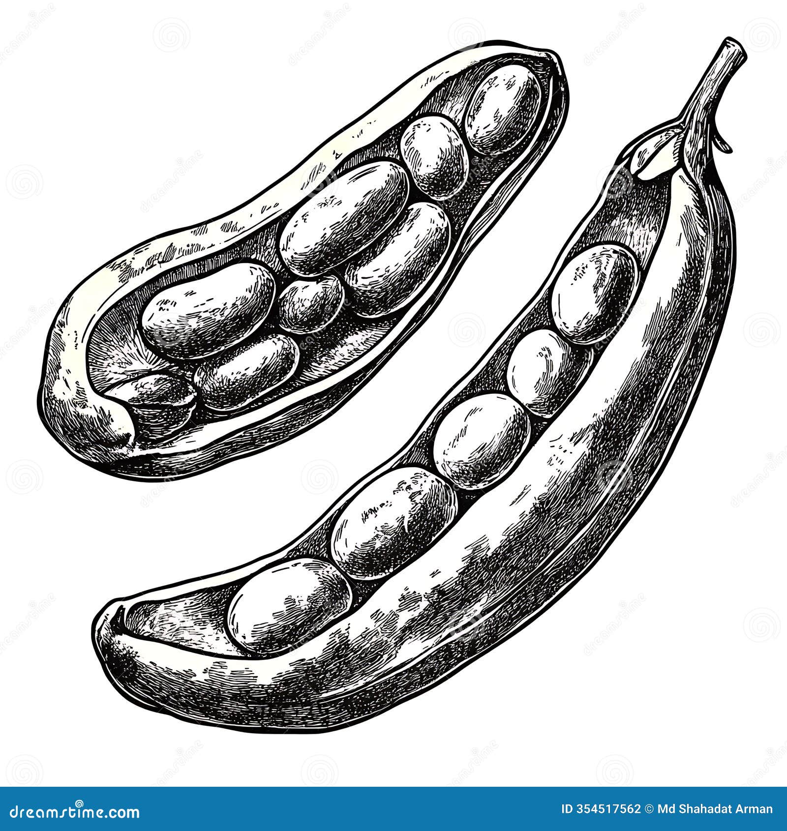 Hand-drawn Illustration of Open and Closed Bean Pods Ink Scketch Stock ...