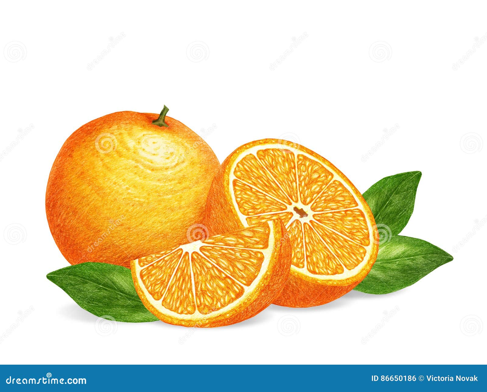 Hand-drawn Illustration of Orange. Stock Illustration - Illustration of ...
