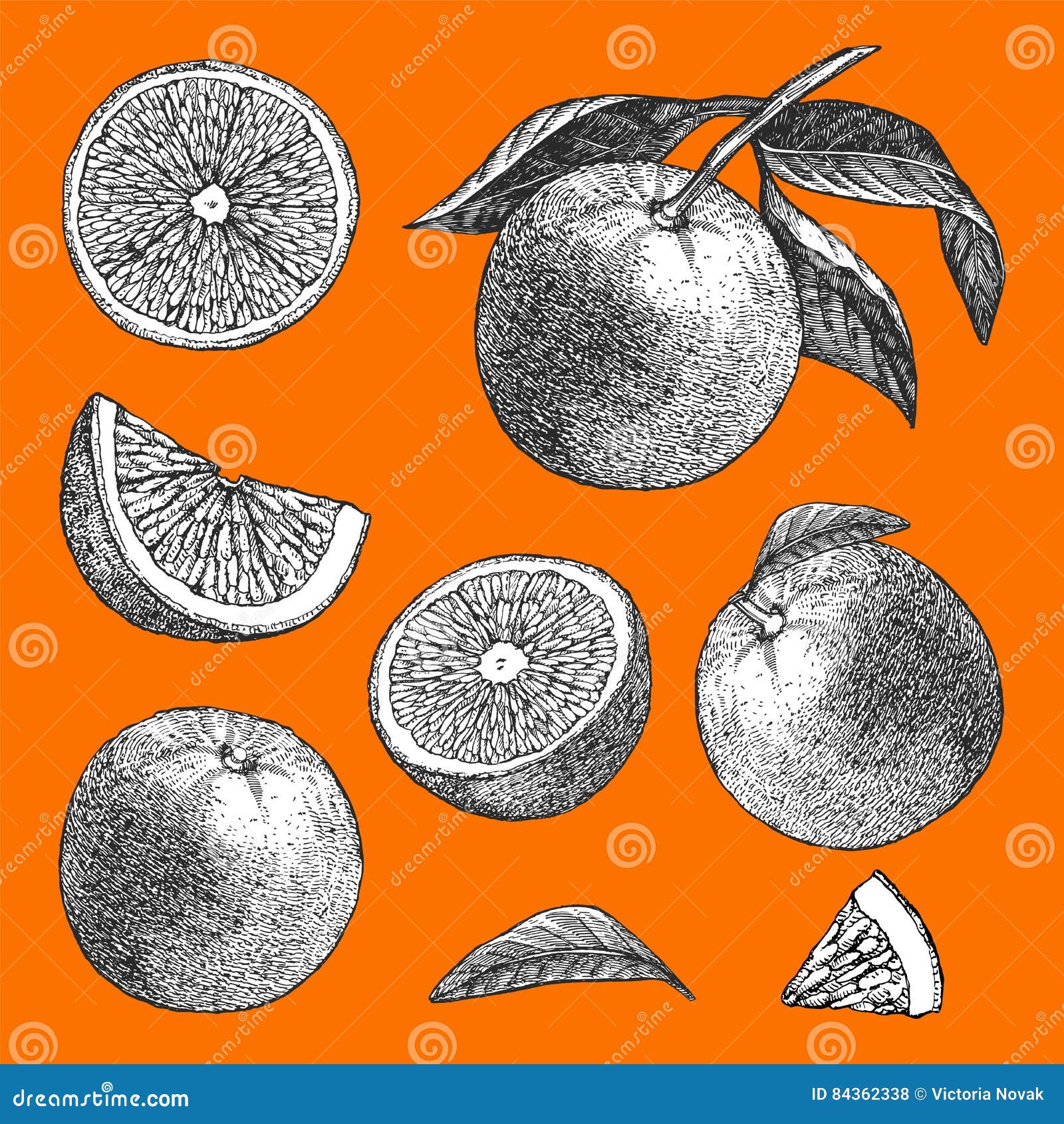 Hand-drawn Illustration of Orange. Stock Vector - Illustration of ...