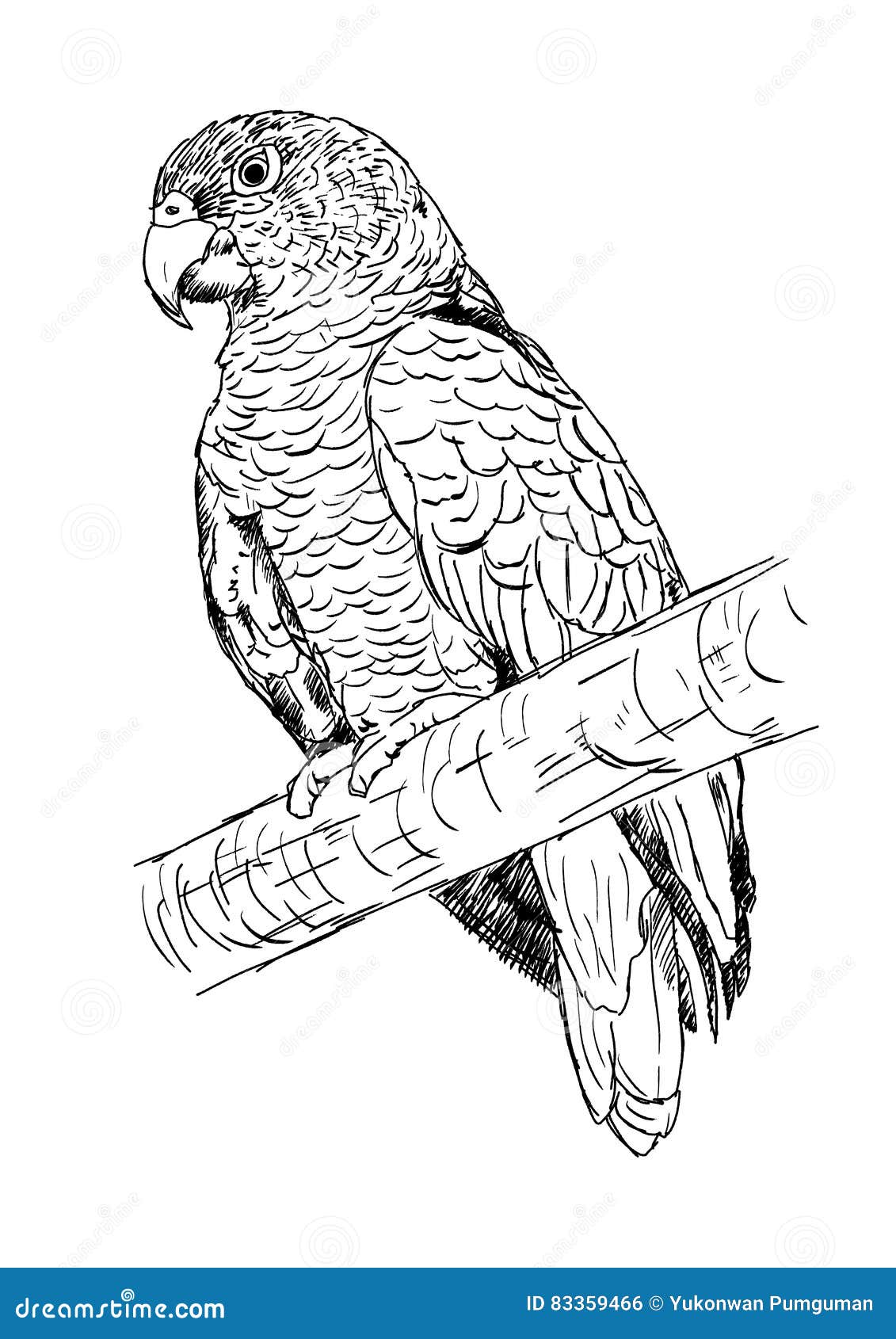 Hand Drawn Illustration of Parrot. Abstract Sketch of Bird Stock Vector ...