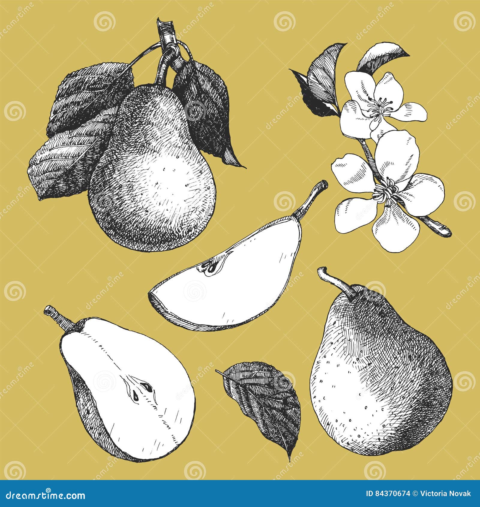 Hand-drawn Illustration of Pear. Stock Vector - Illustration of drawn ...