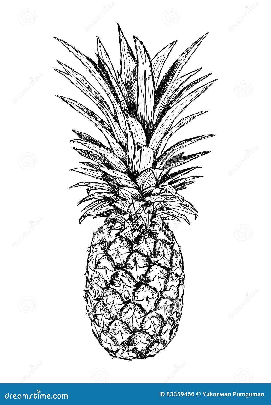 Hand Drawn Illustration of Pineapple. Realistic Sketch of Fruit Stock ...