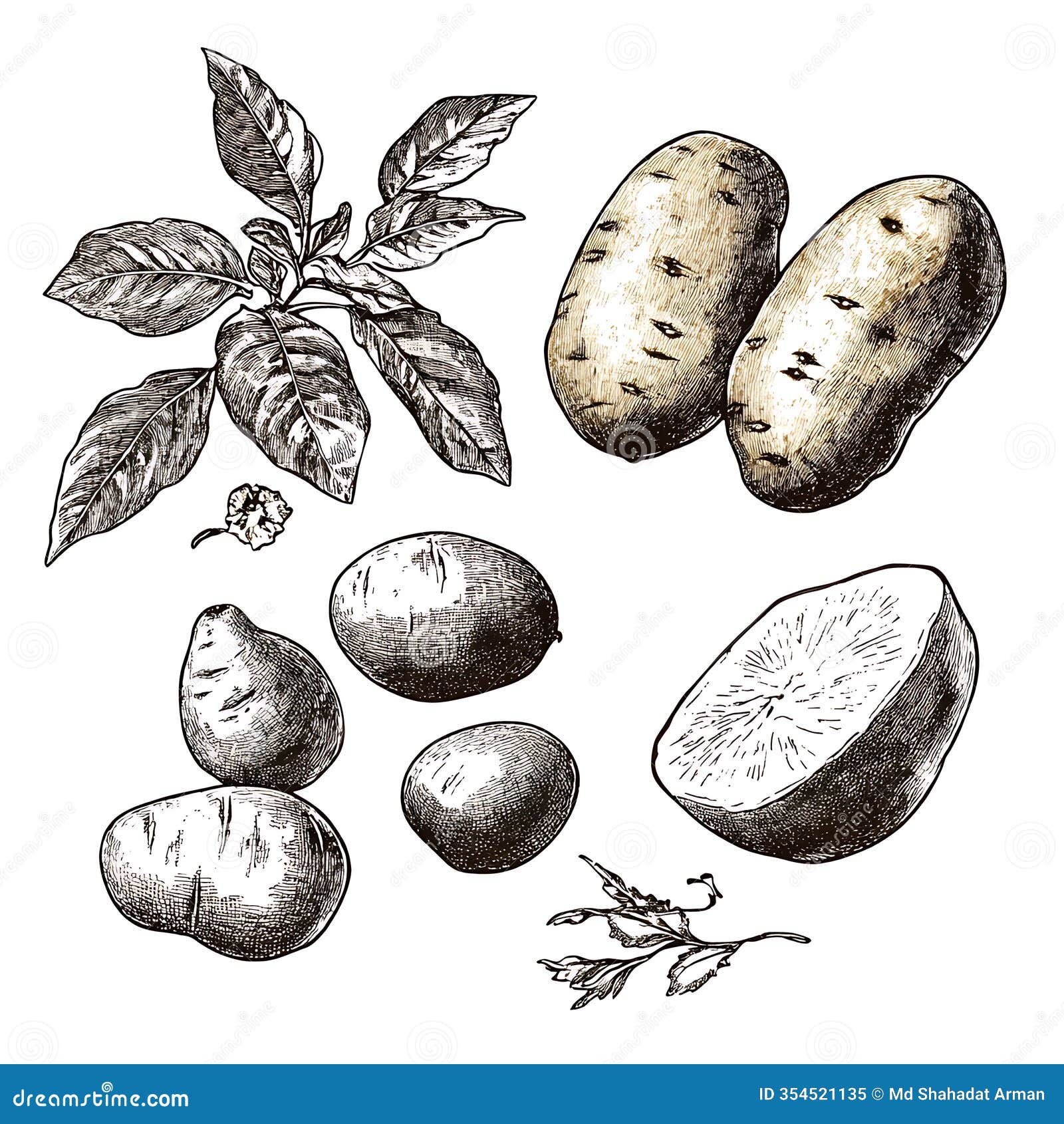 Hand-drawn Illustration of Potatoes, Plant, and Leaves Ink Scketch ...