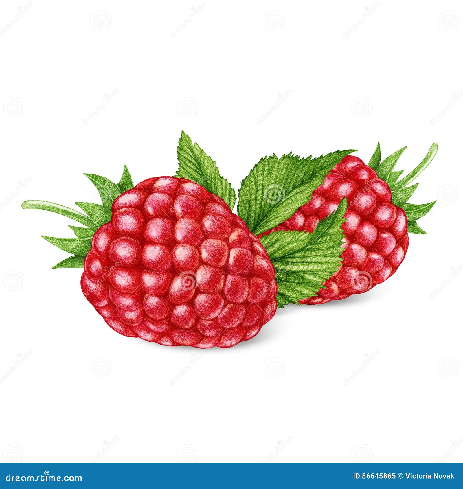 Hand-drawn Illustration of Raspberries. Stock Illustration ...