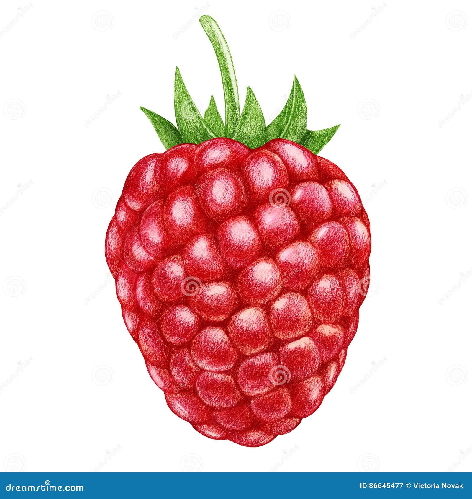 Hand-drawn Illustration of Raspberry. Stock Illustration - Illustration ...