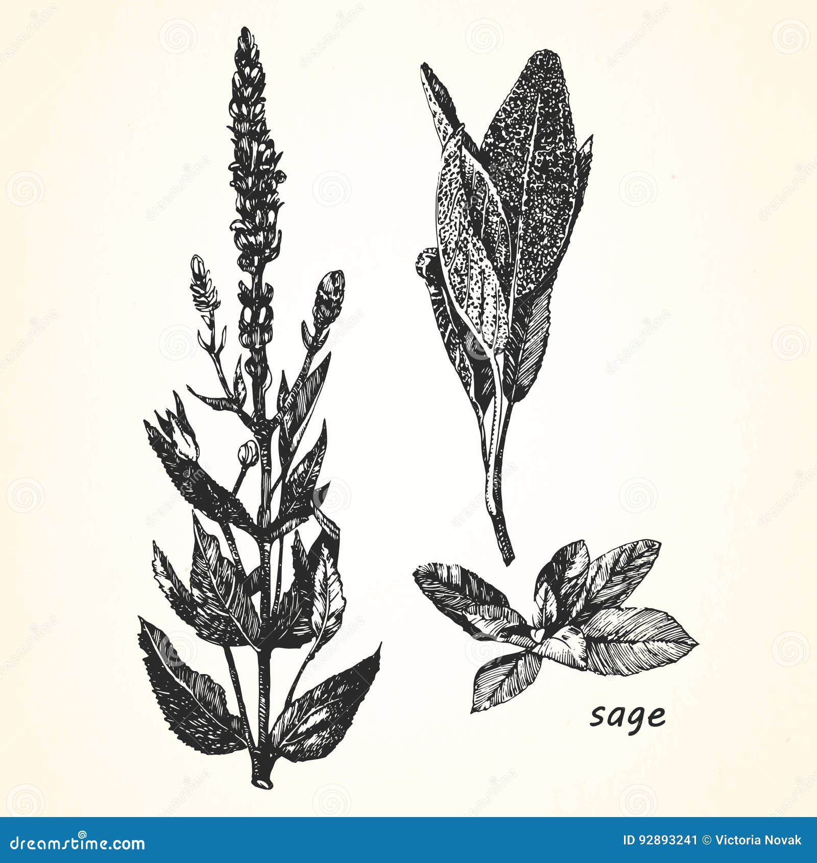 Hand-drawn Illustration Sage. Stock Vector - Illustration of hand ...