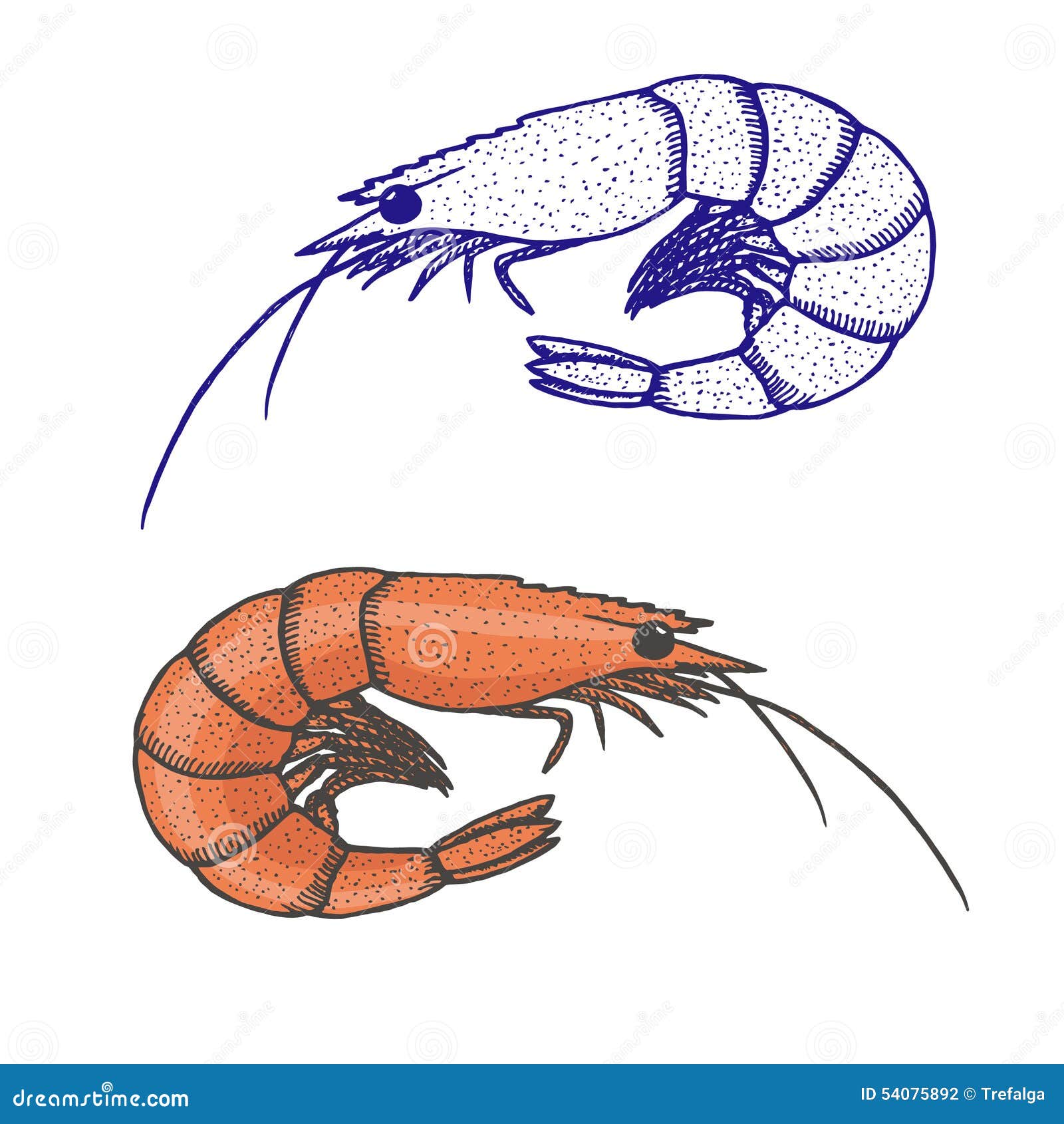 Hand Drawn Illustration of Shrimp Stock Vector - Illustration of orange ...