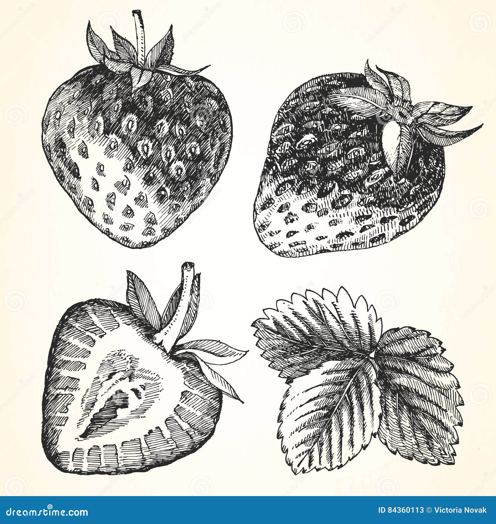 Hand-drawn Illustration of Strawberry. Stock Vector - Illustration of ...