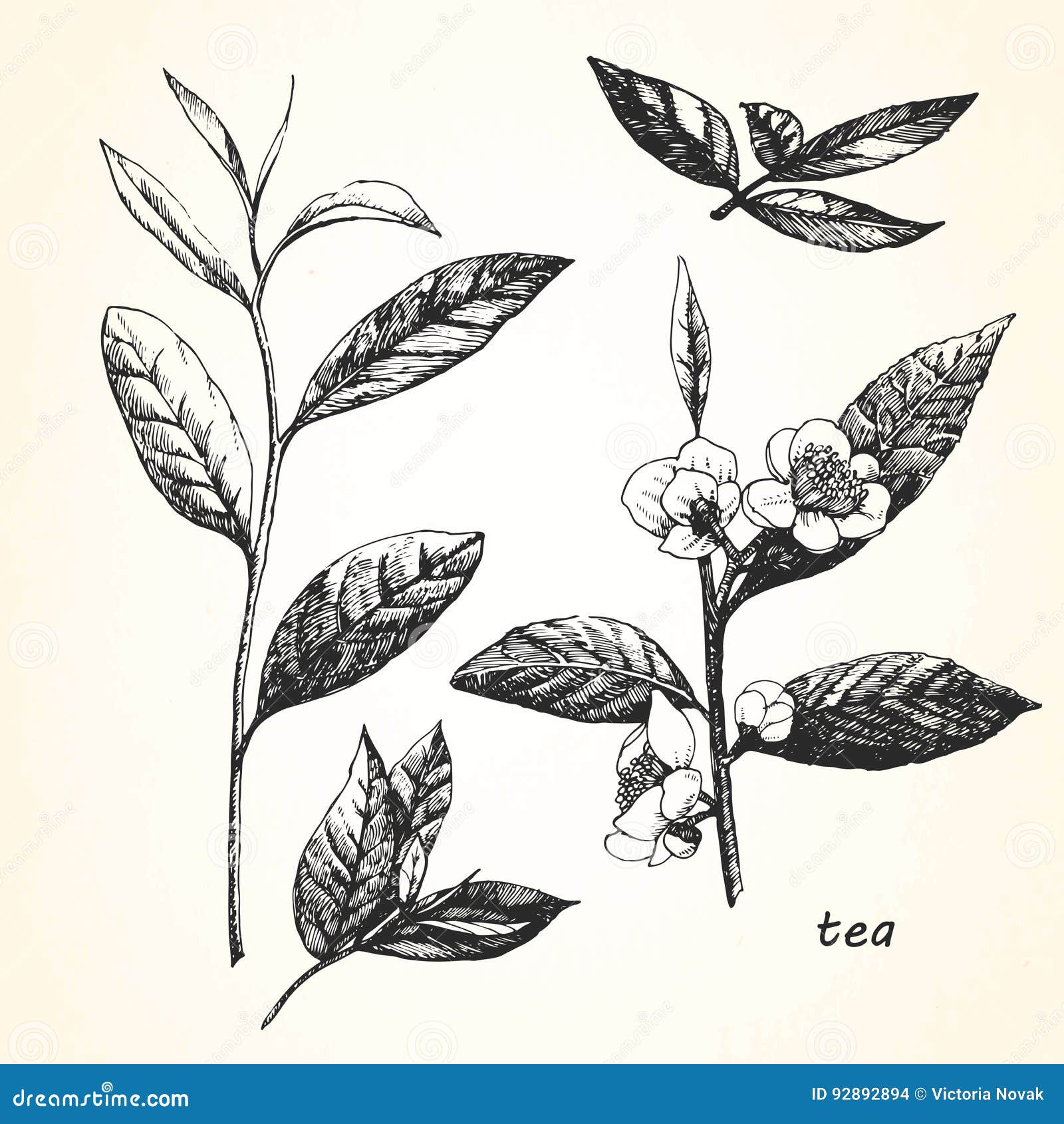 Hand-drawn Illustration of Tea. Stock Illustration - Illustration of ...