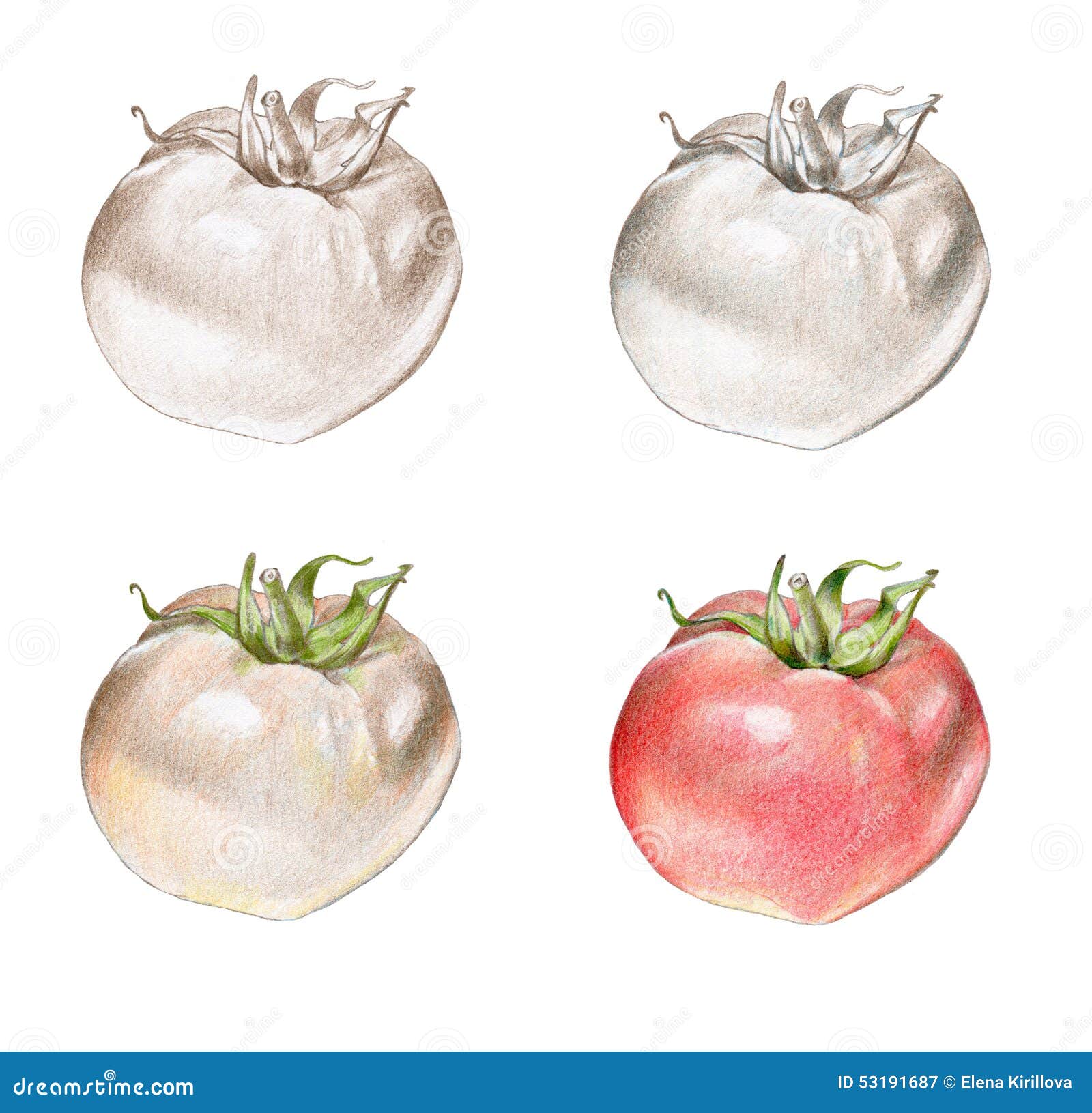 Hand Drawn Illustration of a Tomato Stock Illustration - Illustration ...