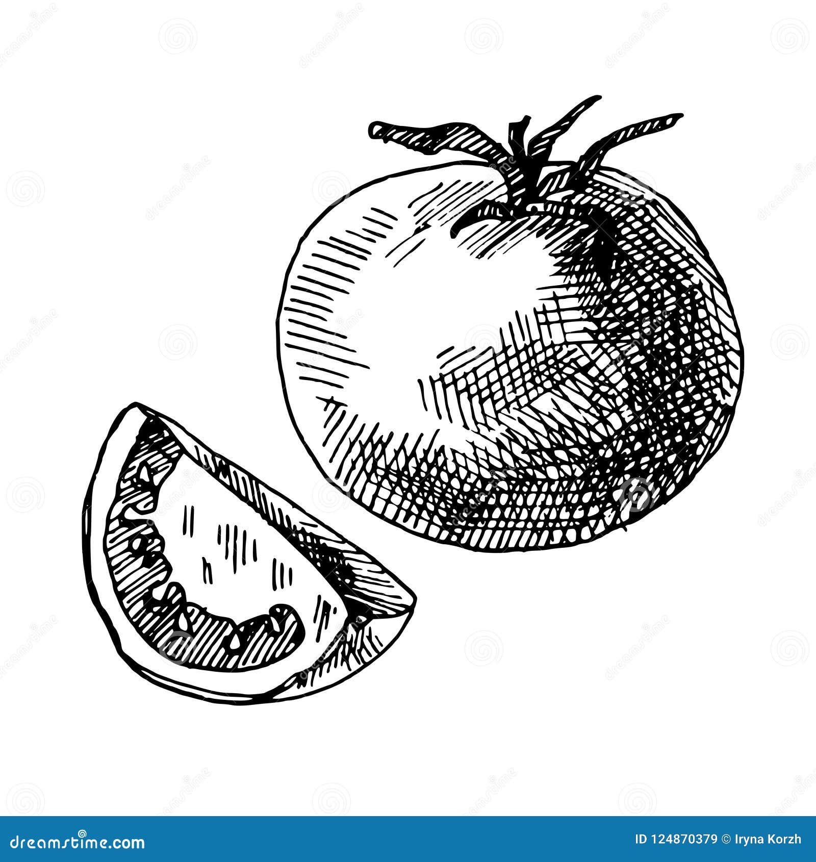 Hand Drawn Illustration of Tomato Stock Vector - Illustration of ...