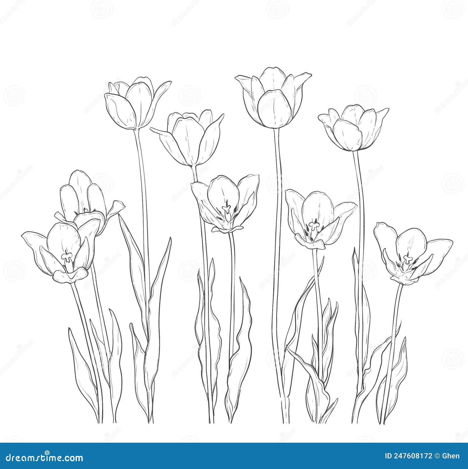 Hand Drawn Illustration Tulips on White, Vector Stock Vector ...