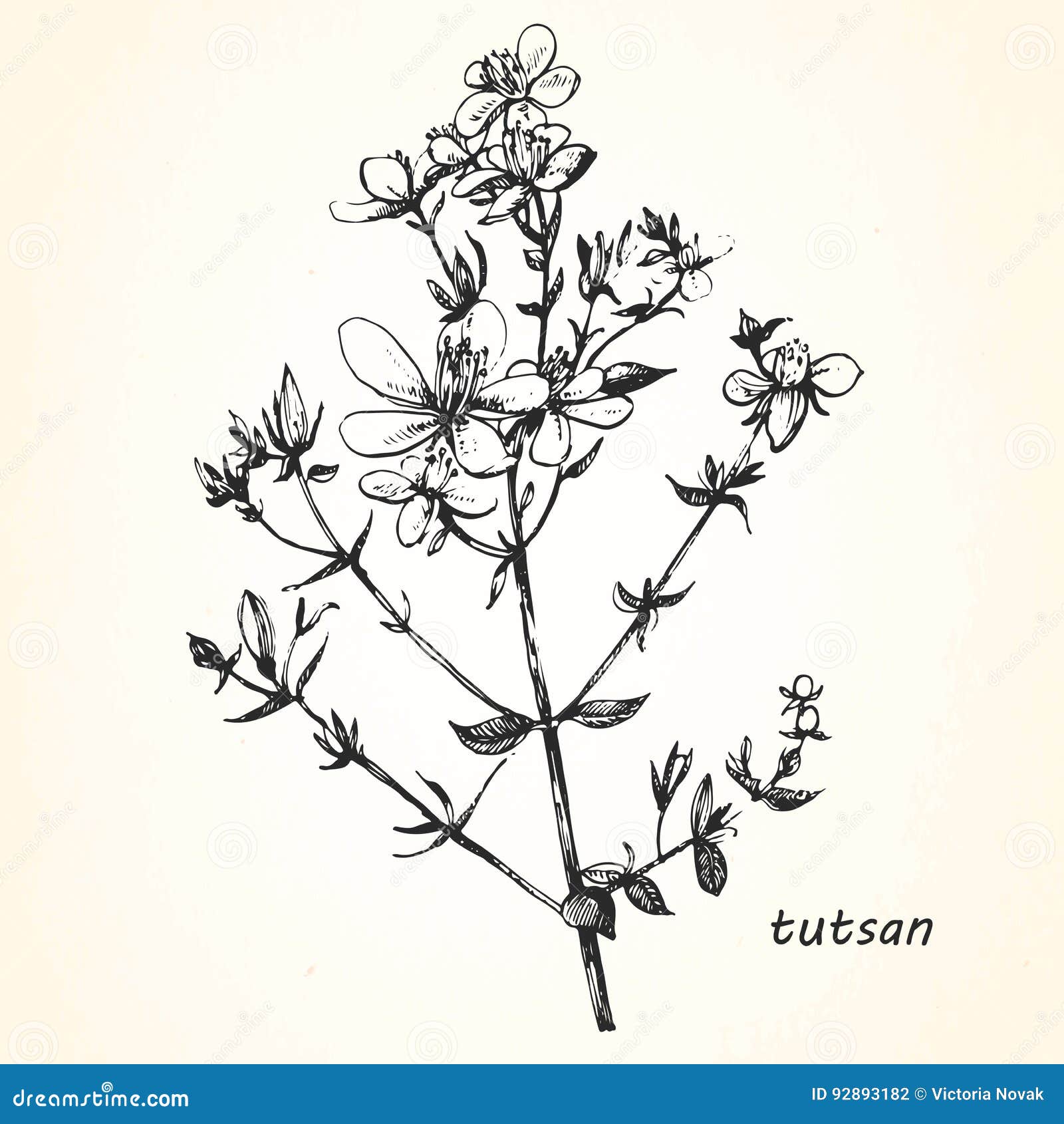 Hand-drawn Illustration of Tutsan. Stock Vector - Illustration of ...
