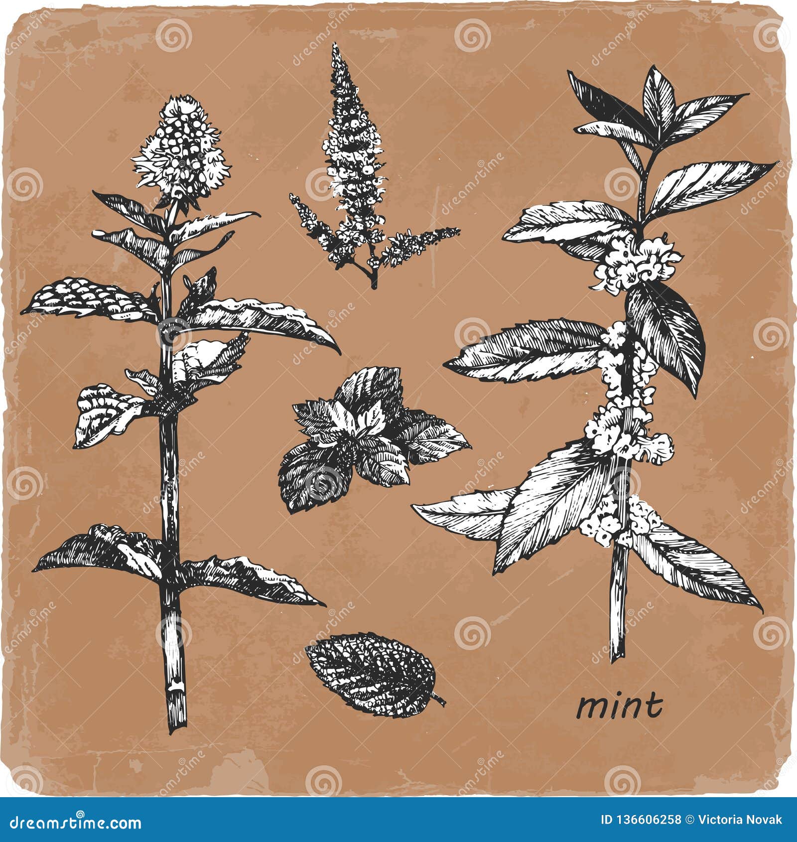 Hand-drawn Illustration of Mint. Vector Stock Vector - Illustration of ...