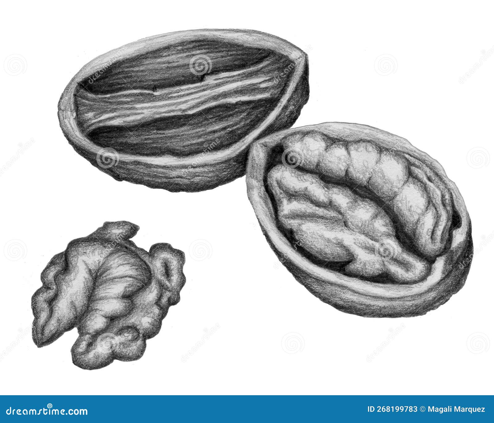 Hand Drawn Illustration of a Walnut Fruit. Pencil Graphite Drawing ...