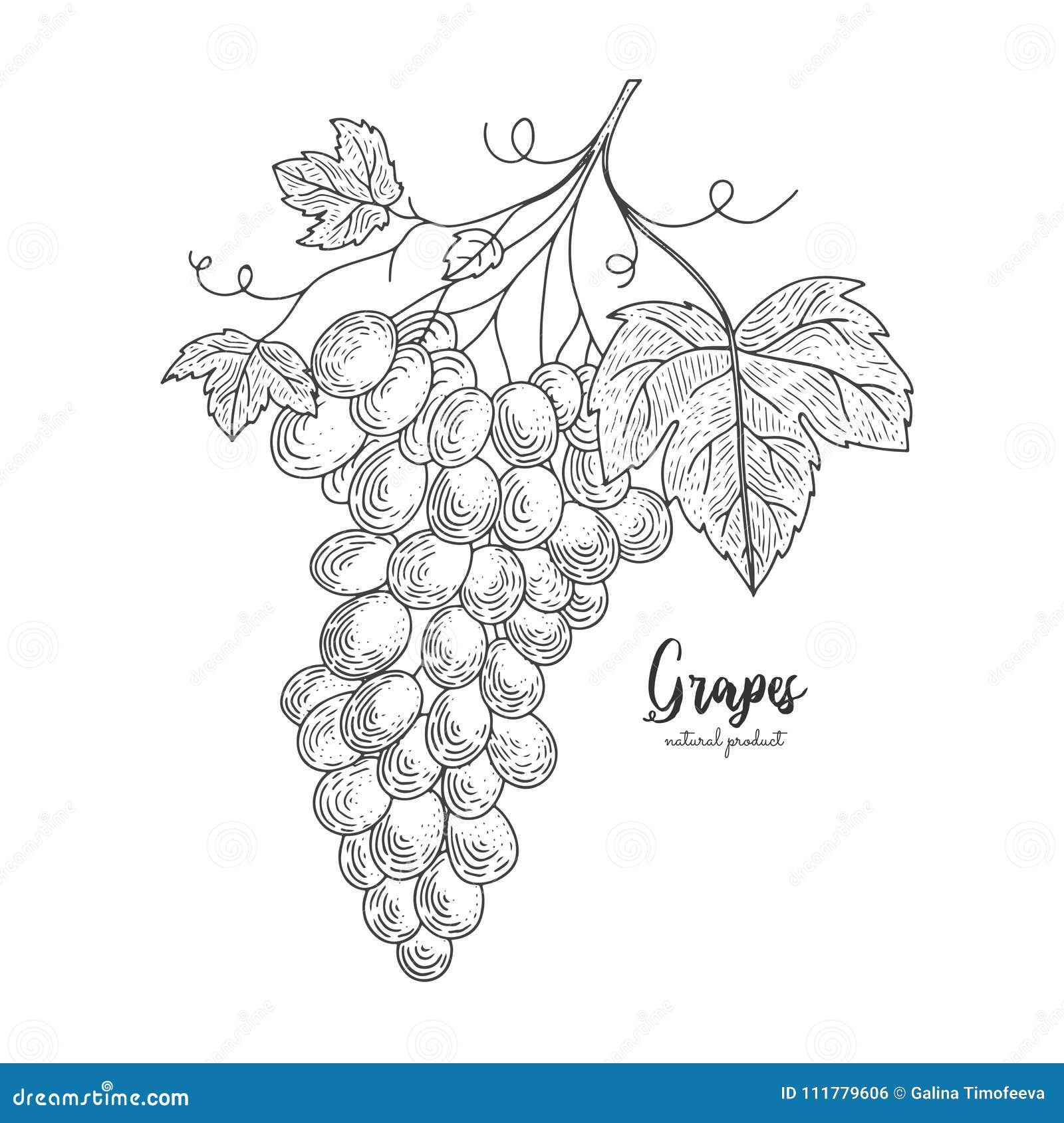 Hand Drawn Illustrations Bunch of Grapes Isolated on White Background ...