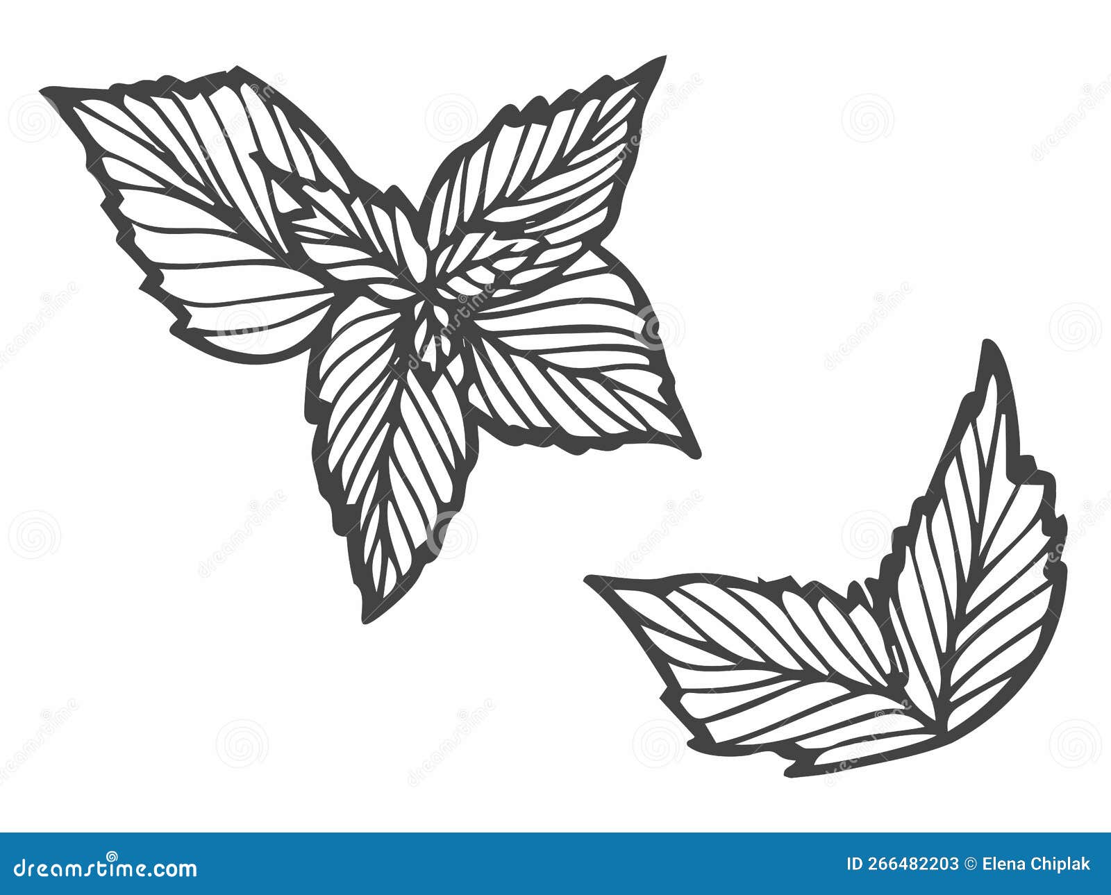 Hand Drawn Illustrations of Mint Leaves and Branches. Herbal Doodle ...