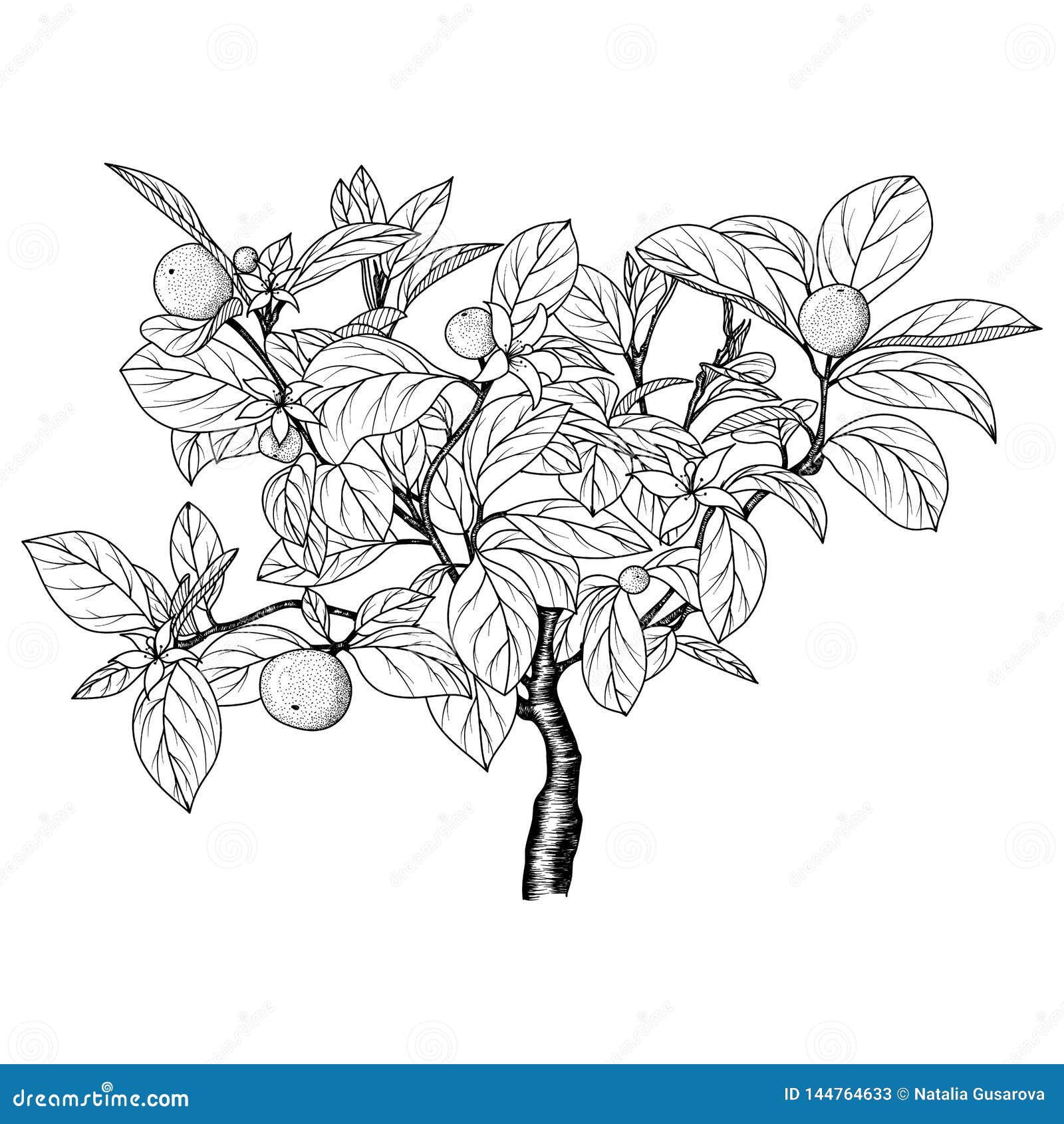 Hand Drawn Image of an Orange Tree. Stock Illustration - Illustration ...