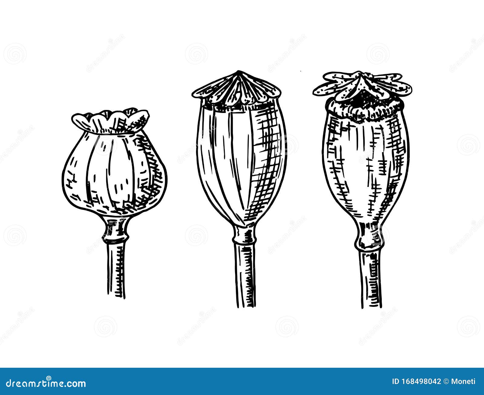 Hand Drawn Ink of Corn Poppy, Poppy Boxes. Vintage Sketch Set. Vector ...