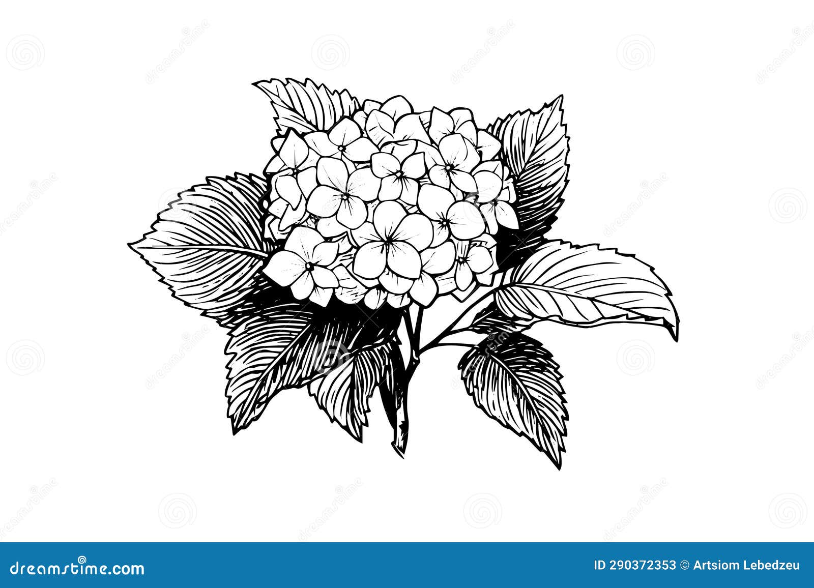 Hand Drawn Ink Sketch Hydrangea Flowers. Vector Illustration in ...