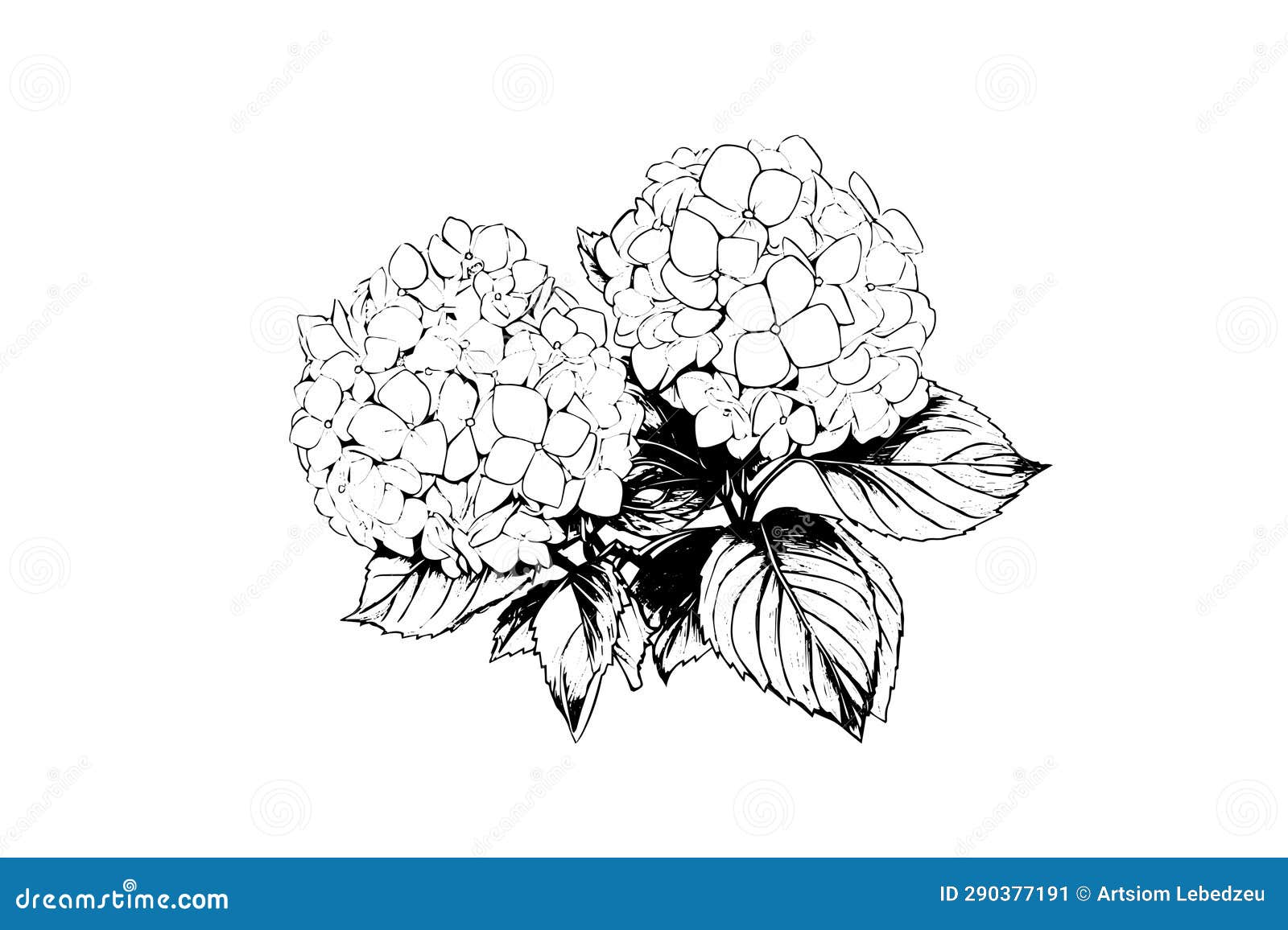 Hand Drawn Ink Sketch Hydrangea Flowers. Vector Illustration in ...