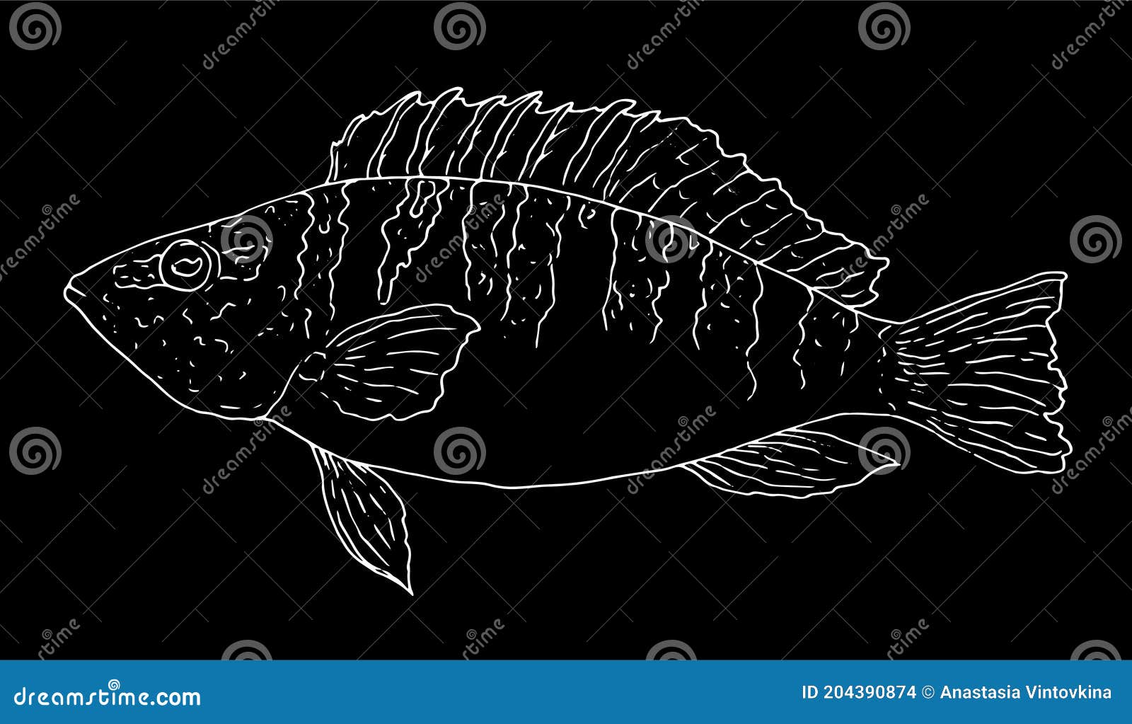 Bluefish. Black Hand Drawn Realistic Outline Vector Image ...