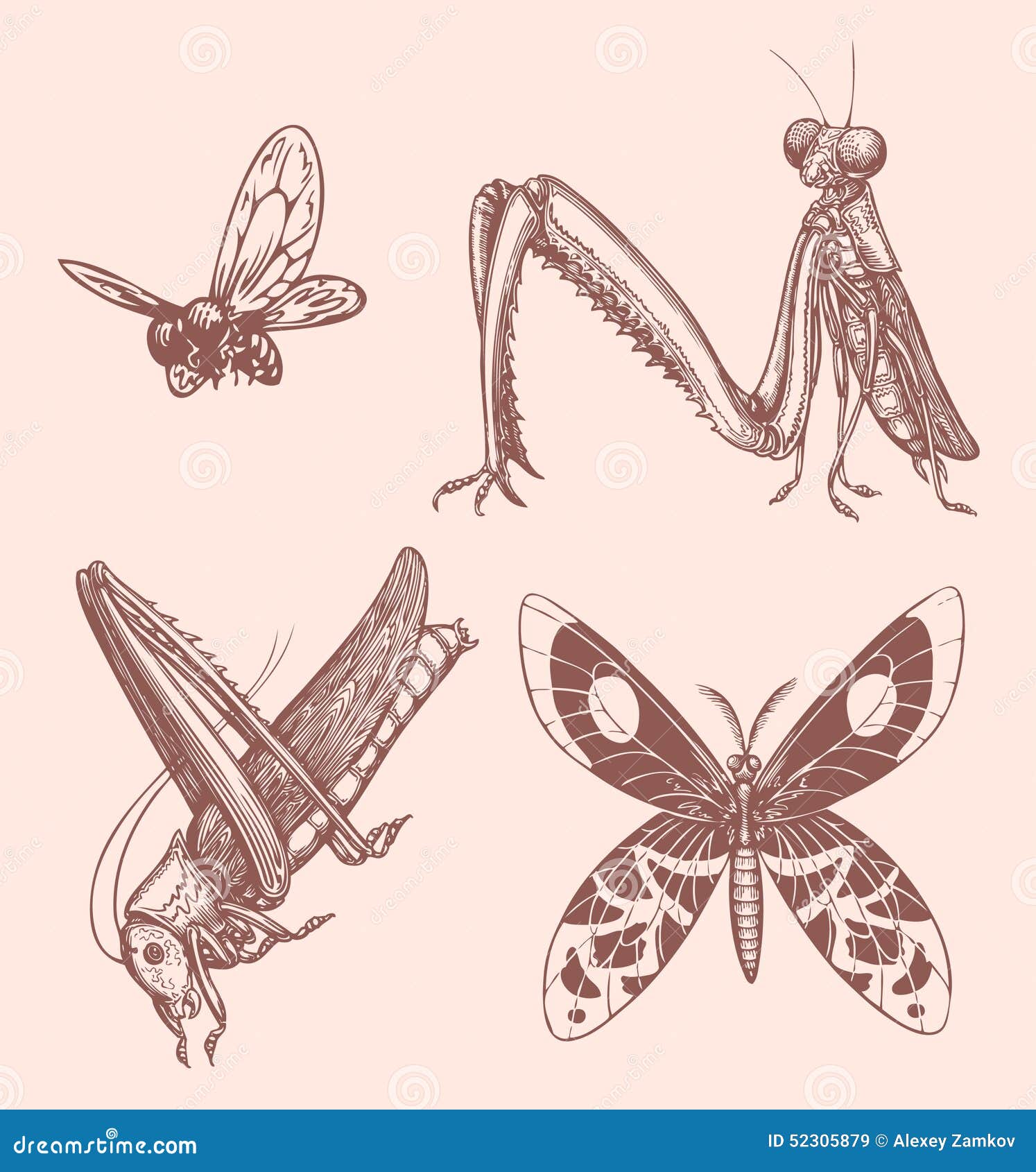 Hand drawn Insects stock vector. Illustration of world - 52305879