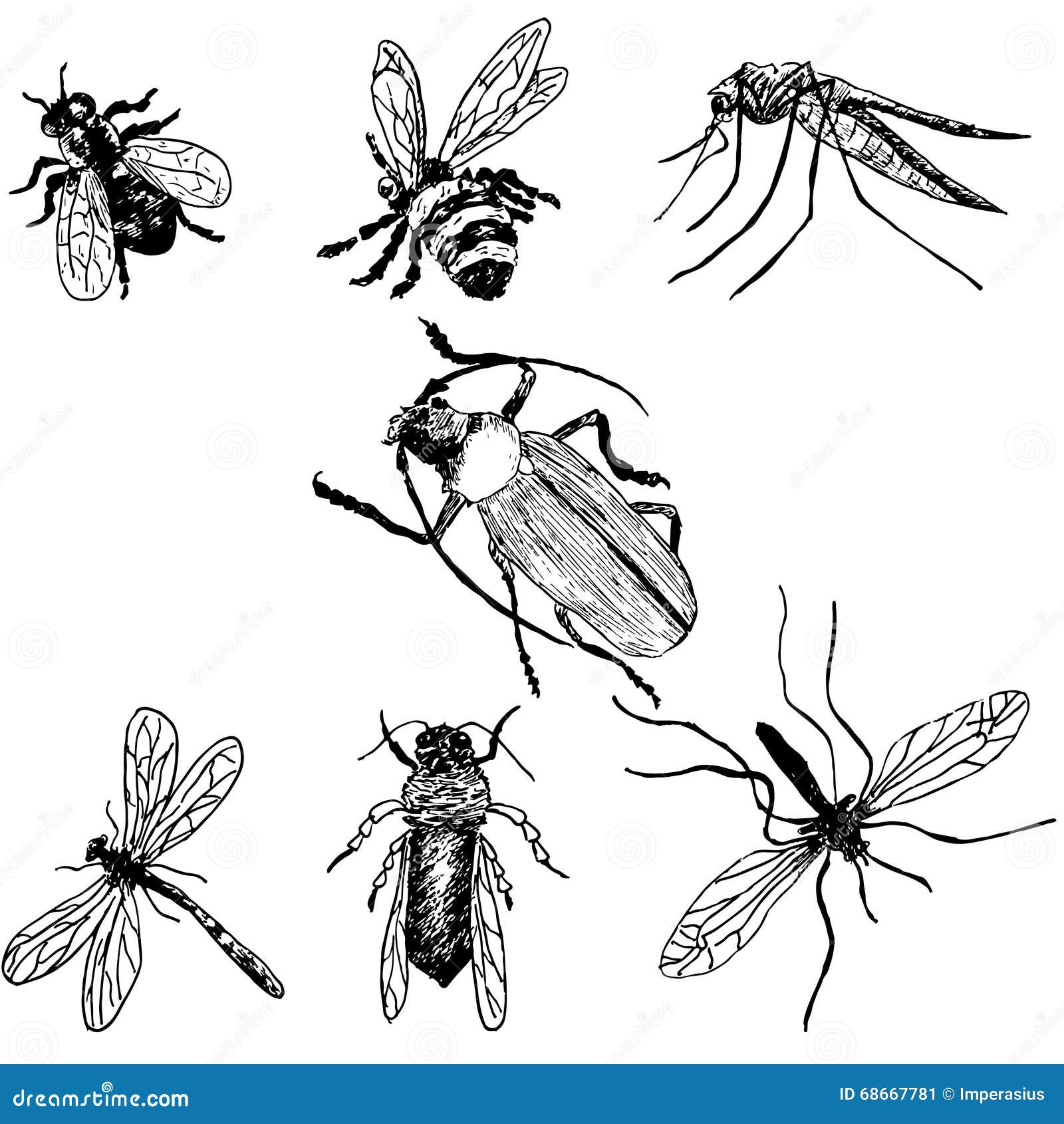 Hand-drawn insects stock vector. Illustration of engraved - 68667781