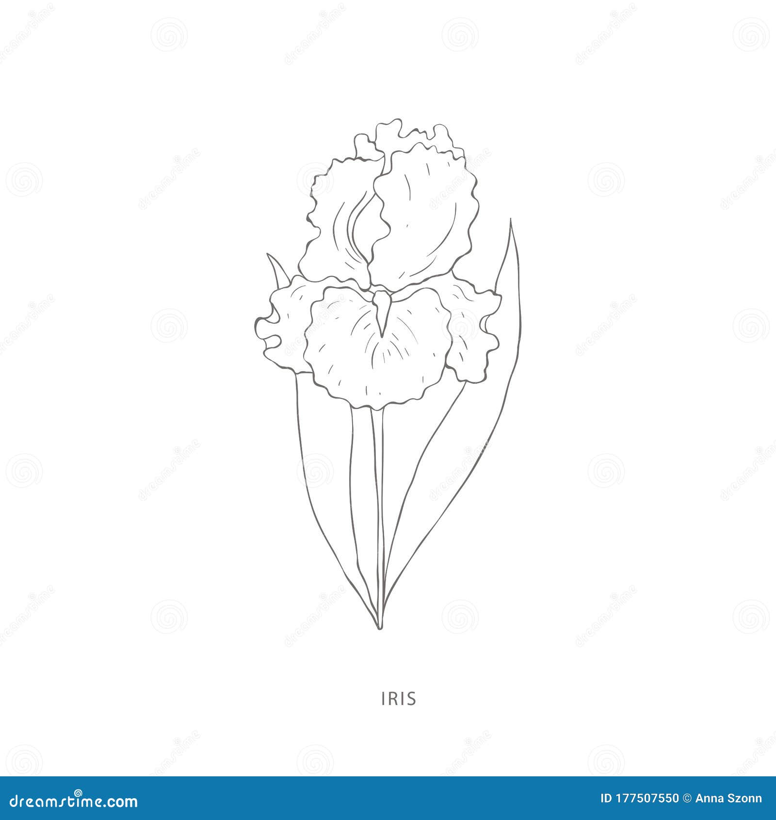 Hand Drawn Iris Flower.Plant Design Elements Stock Vector ...