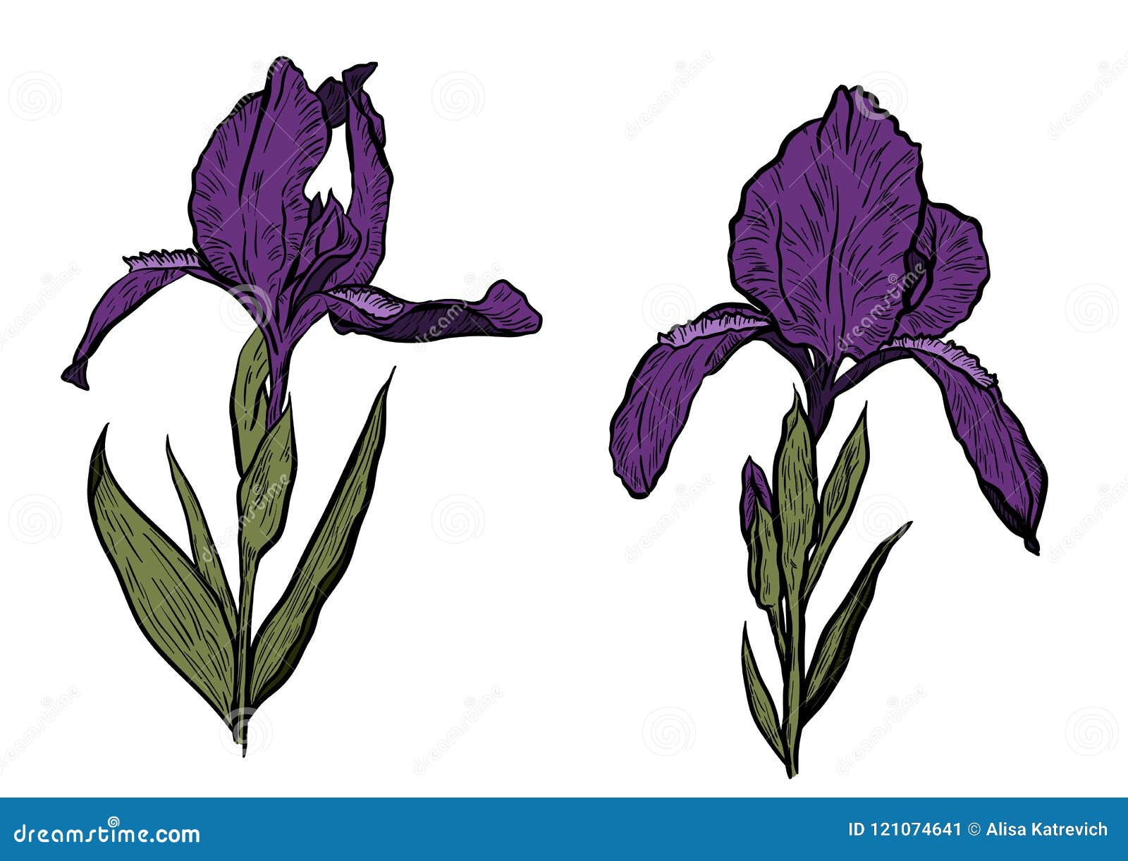 Hand-drawn Iris Set in Vector on White Background. Stock Vector ...