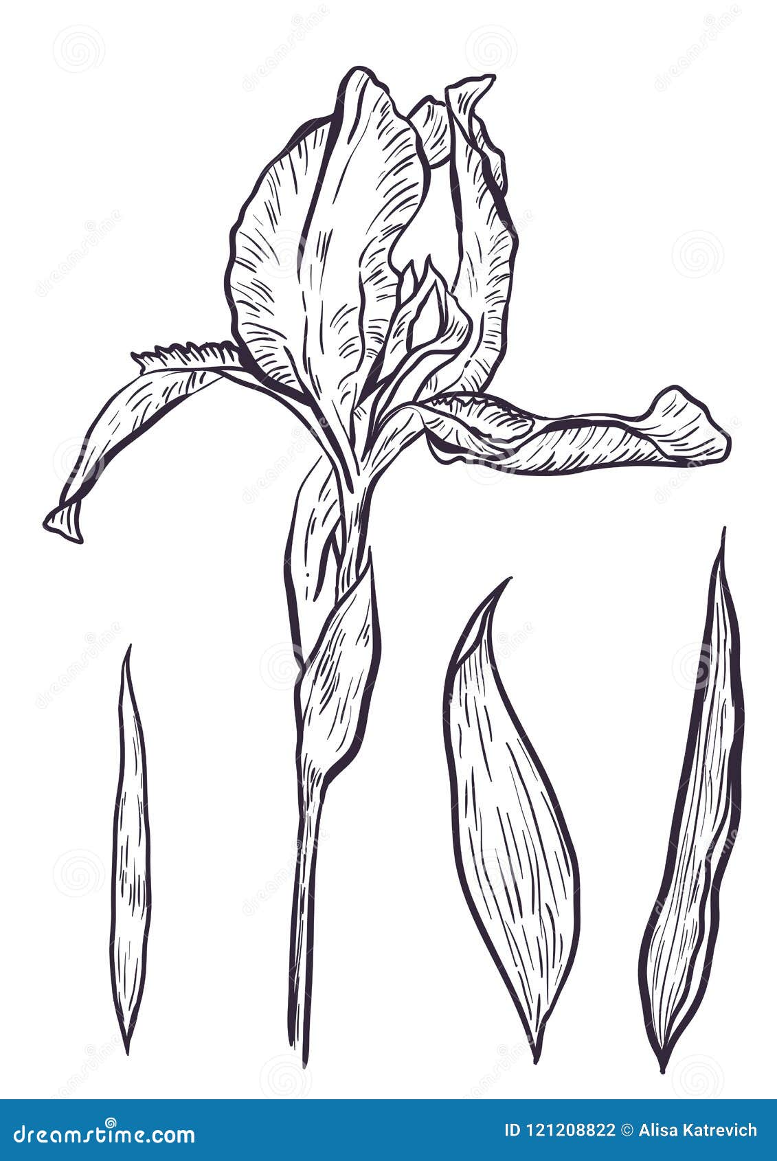 Hand-drawn Iris Set in Vector on White Background. Stock Vector ...